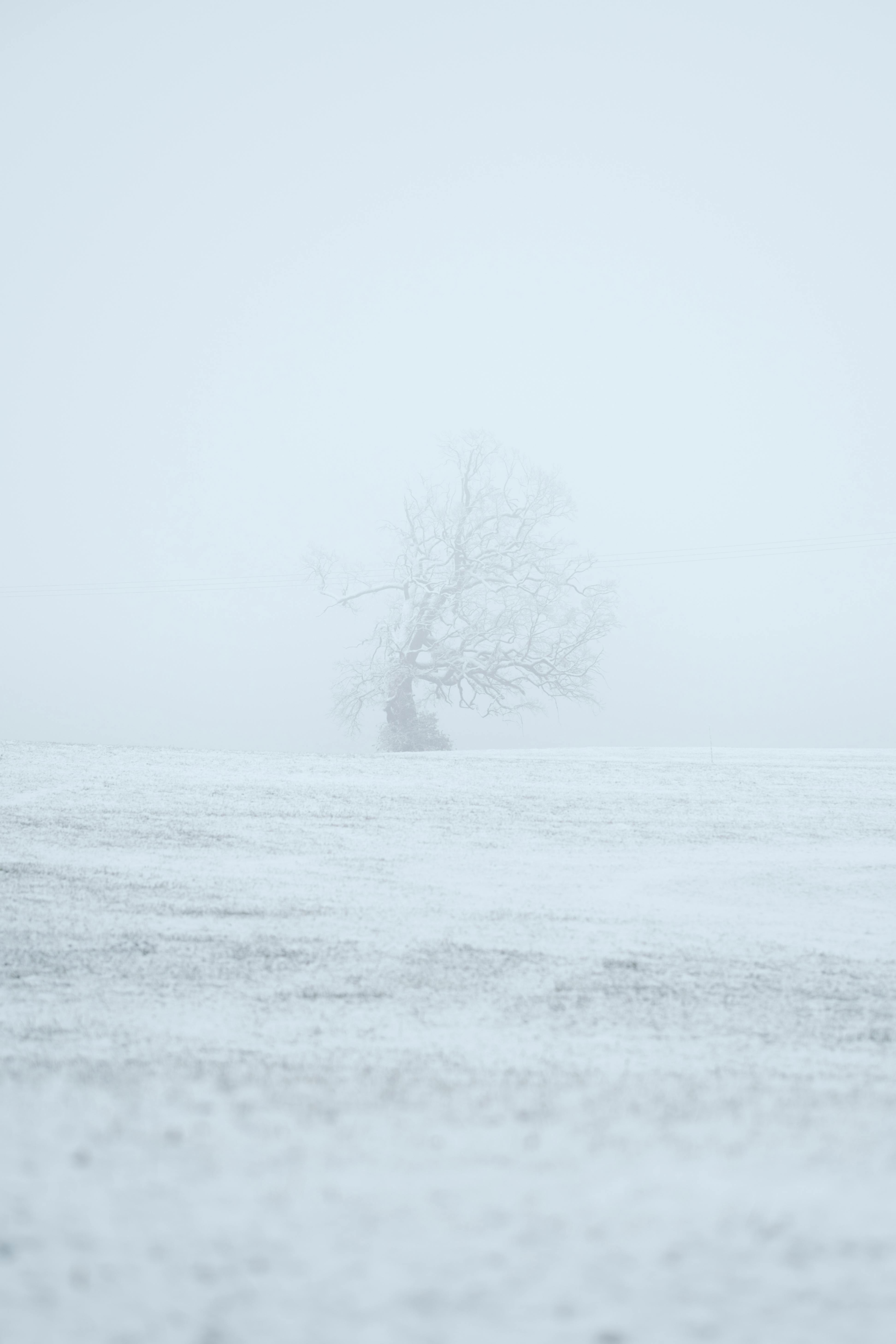 White Snow Blizzard Photos, Download The BEST Free White Snow Blizzard ...