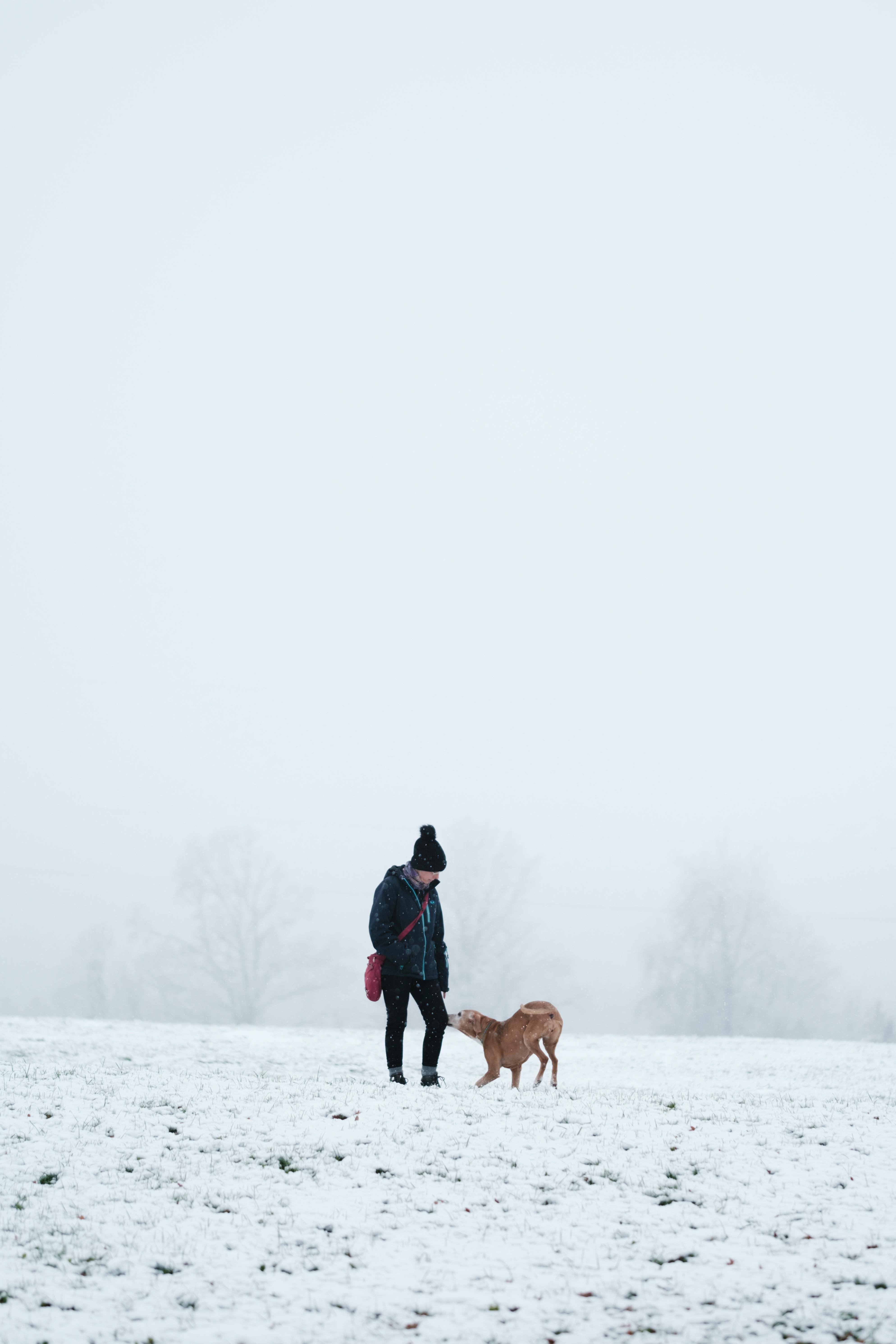 Vertical Dog Walking Video In Nature Photos, Download The BEST Free ...