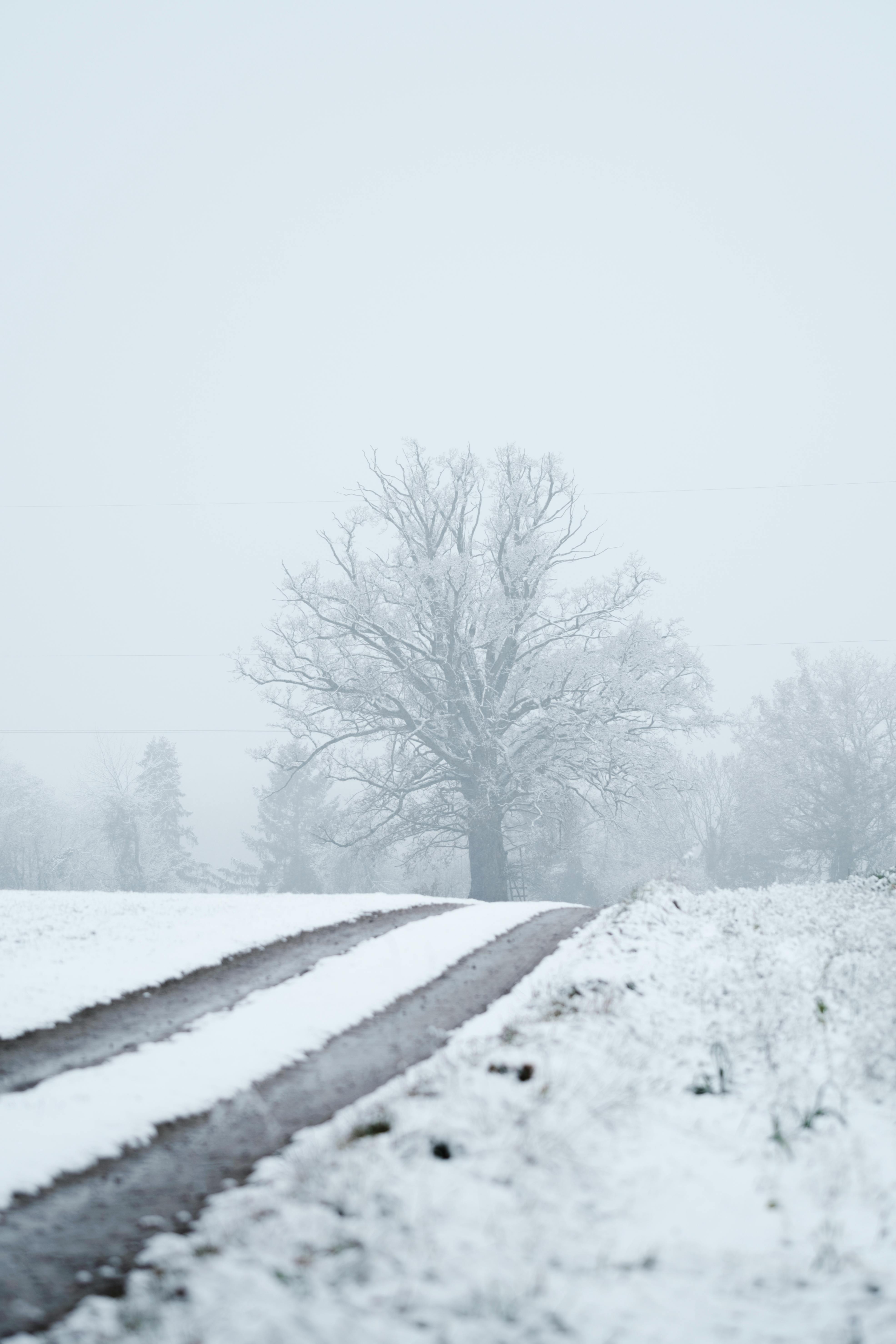 Photography of Leafless Tree Surrounded by Snow · Free Stock Photo