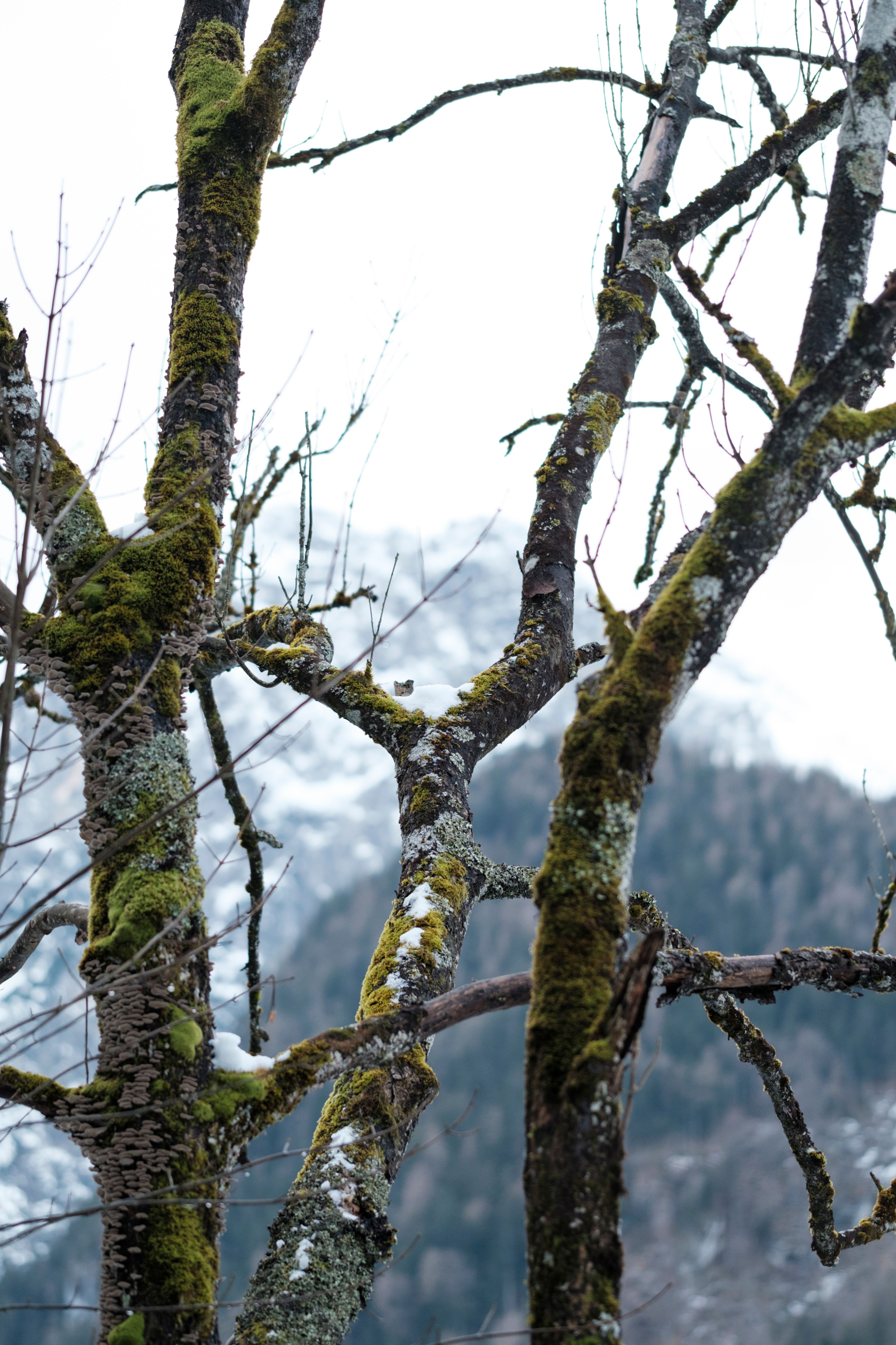 Close-up of Tree Branches Covered in Moss · Free Stock Photo