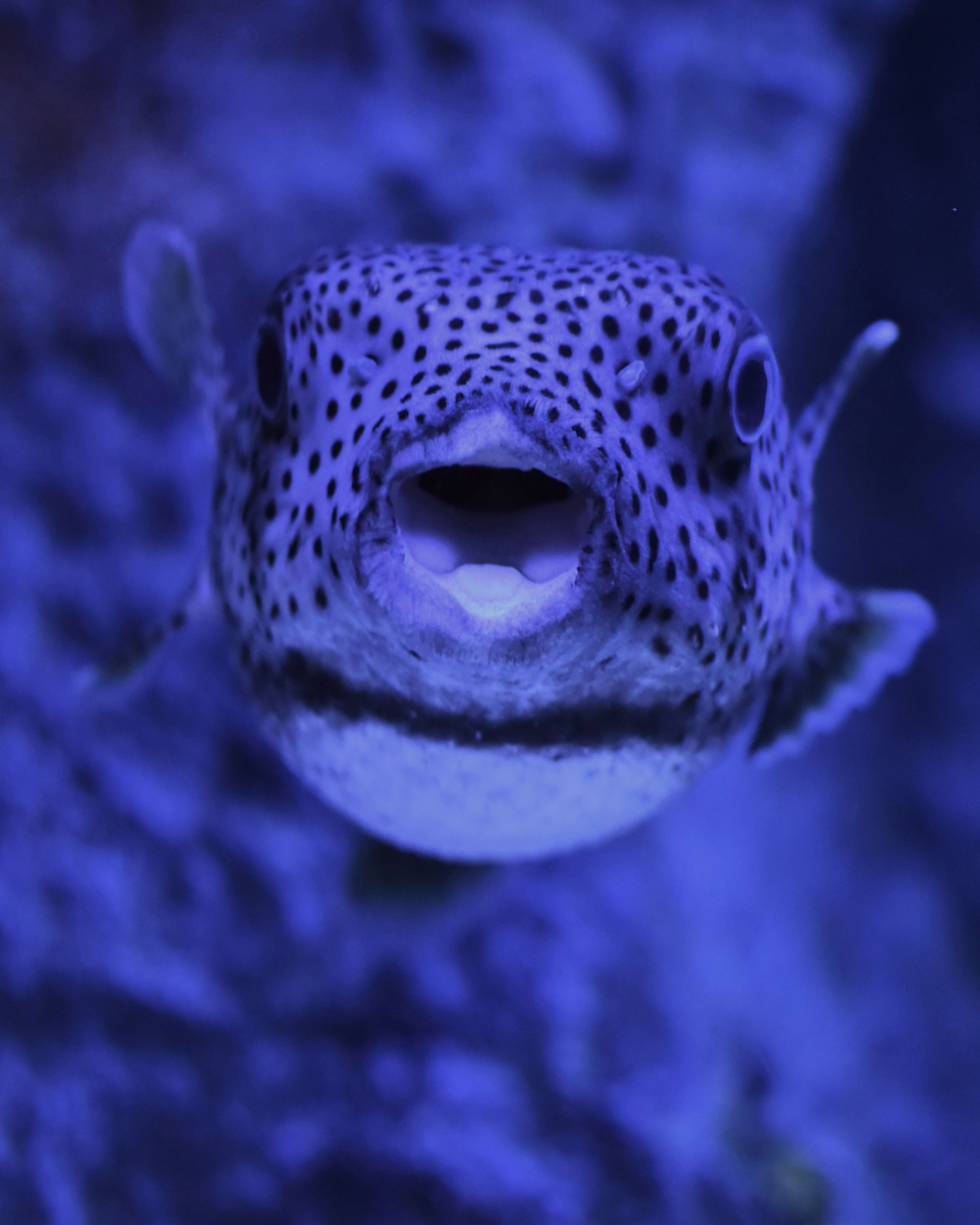 Foto de stock gratuita sobre acuario, animal, azul, de cerca, exótico ...