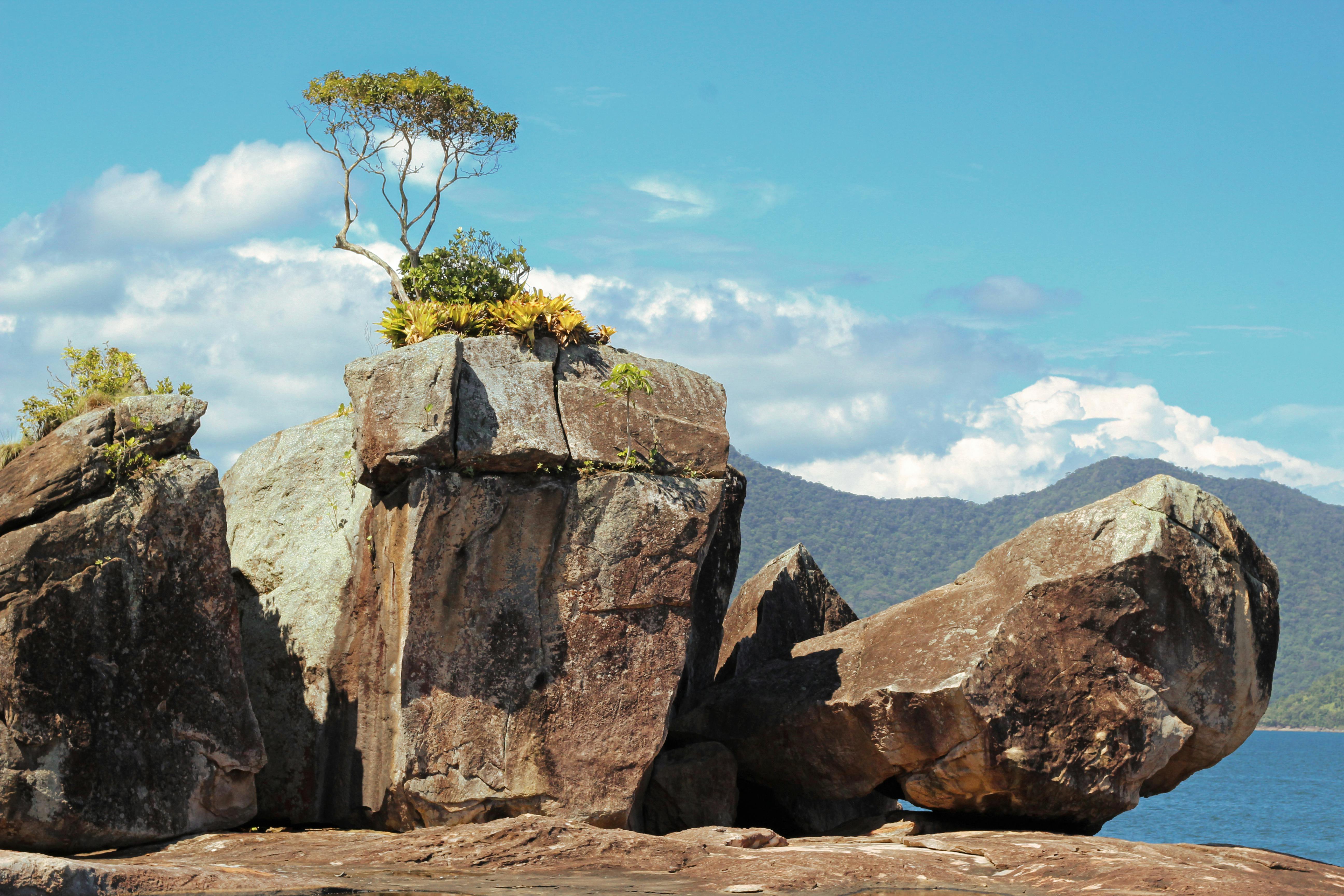 Tree Growing on Rock near Sea · Free Stock Photo