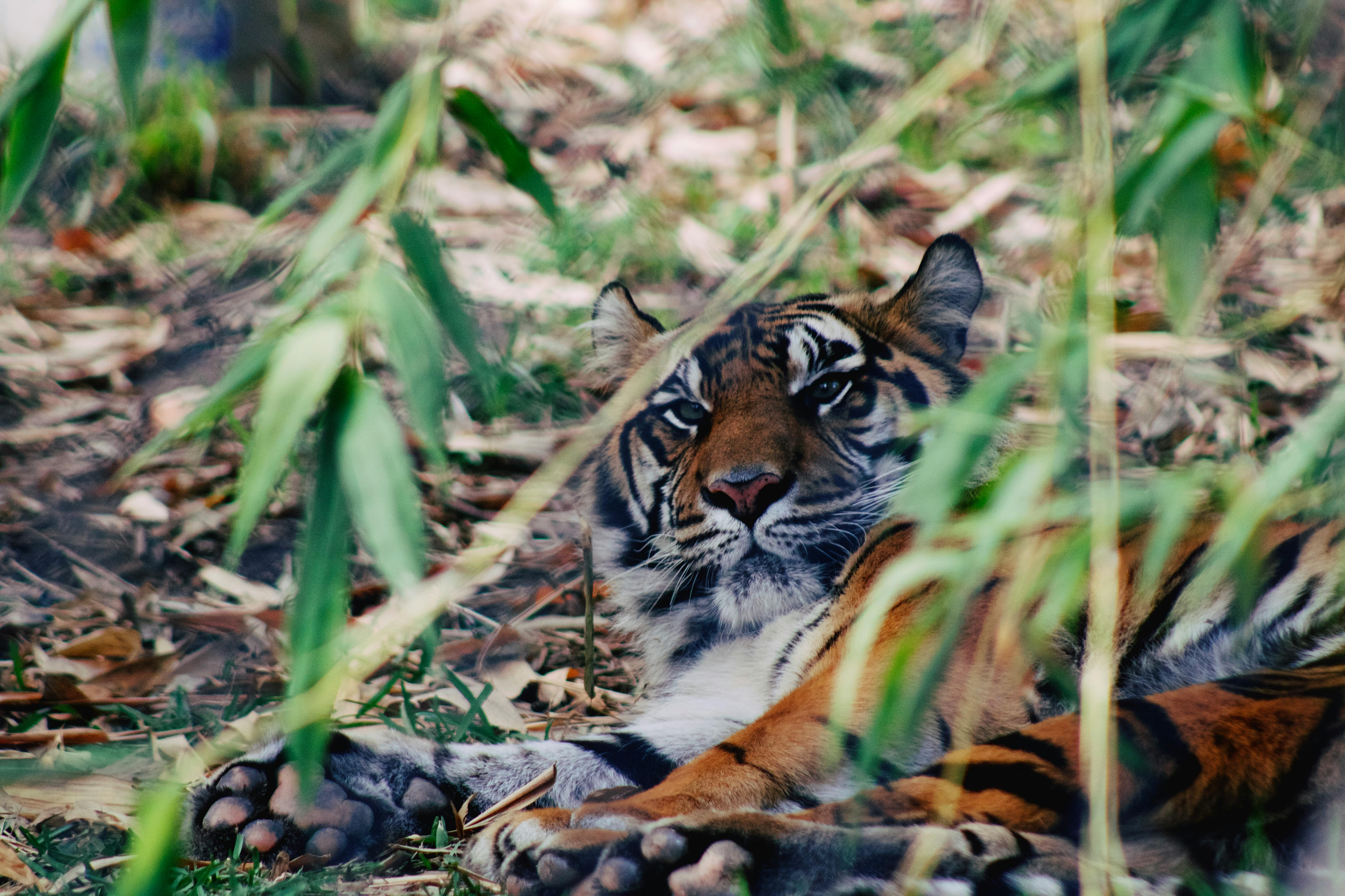 Tiger on Green Grass during Daytime · Free Stock Photo