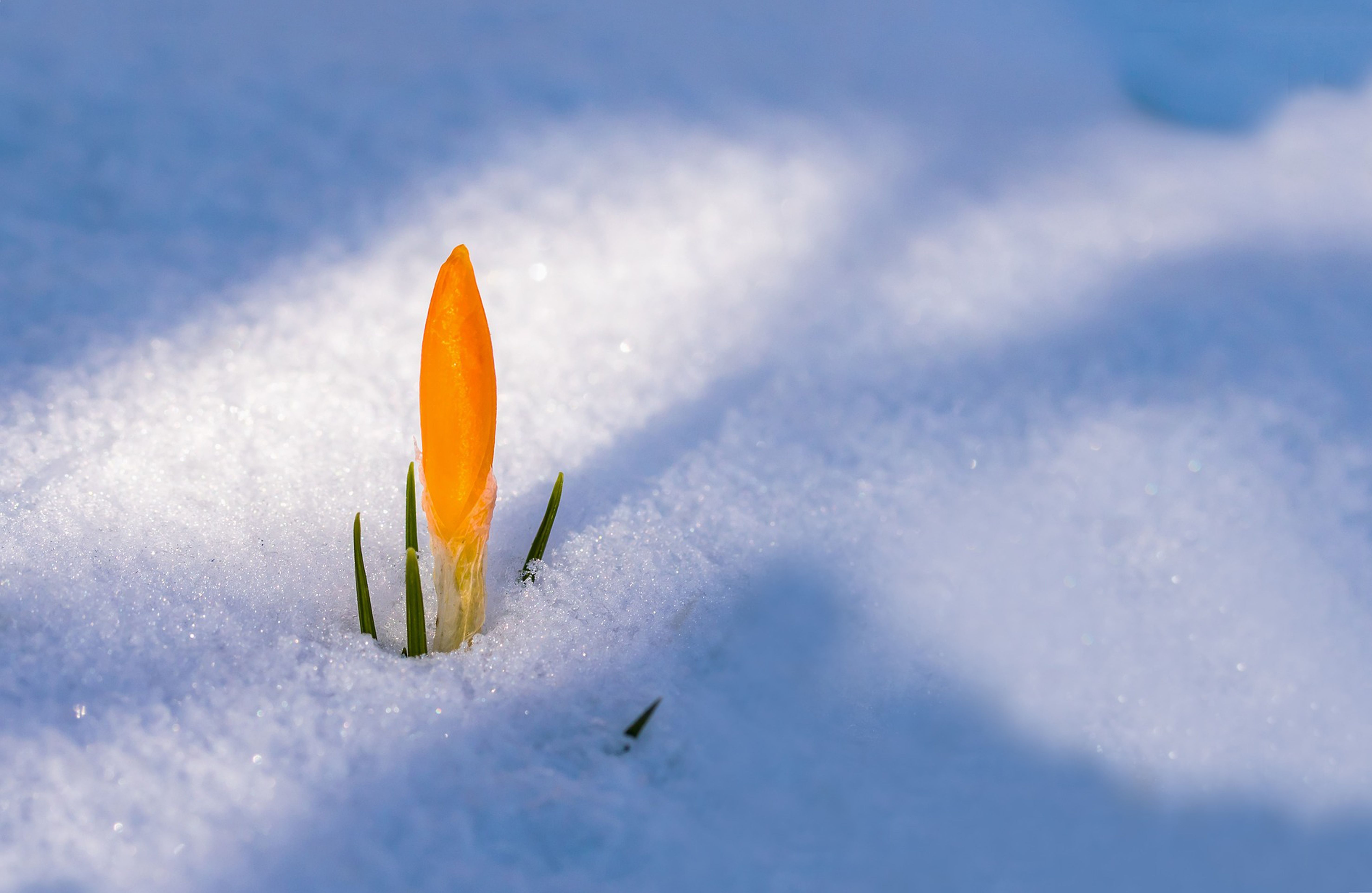 A Budding Flower Or An Emerging Lightbulb Photos, Download The BEST ...