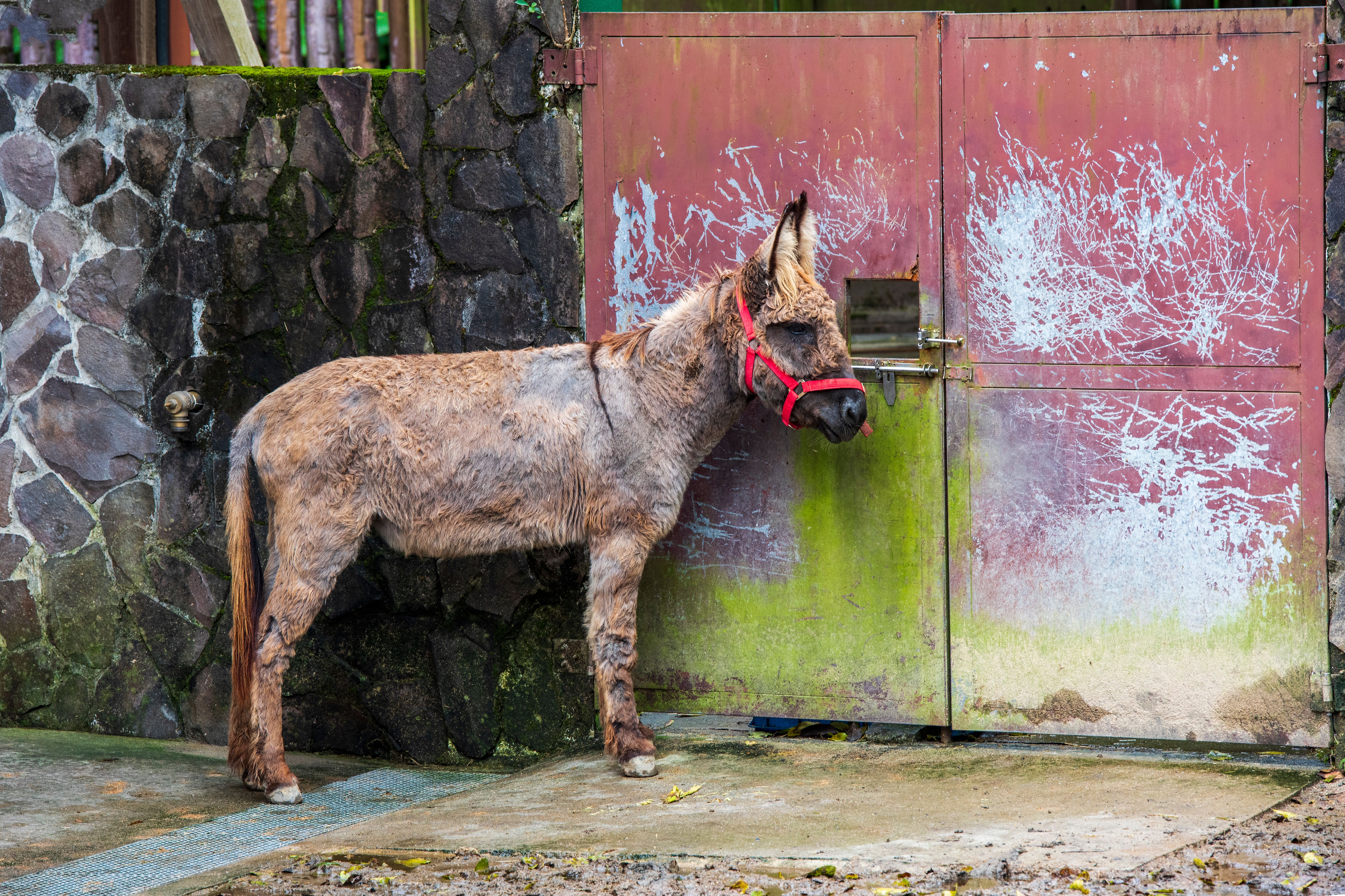Donkey Gate Photos, Download The BEST Free Donkey Gate Stock Photos ...