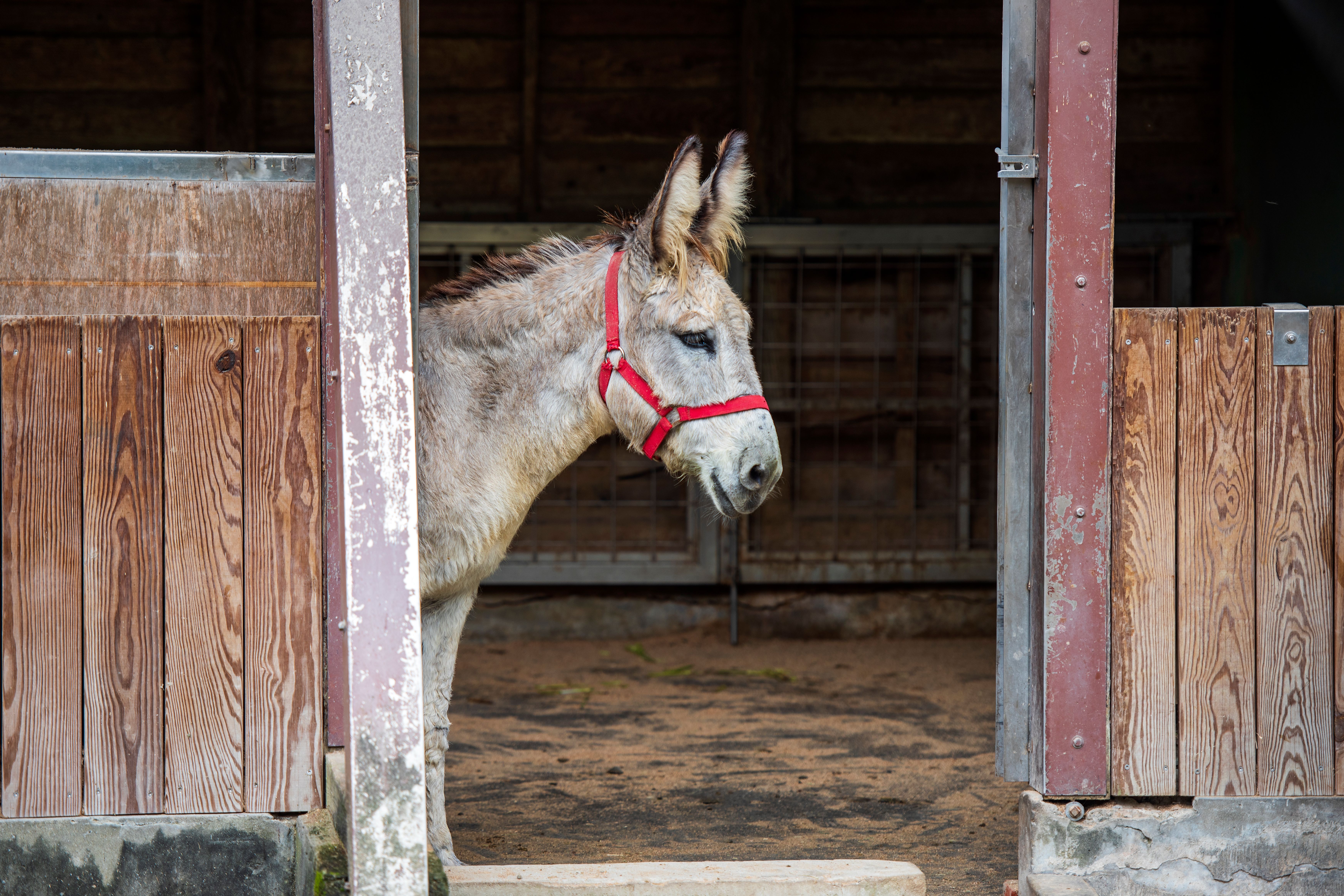 A Donkey in a Barn · Free Stock Photo