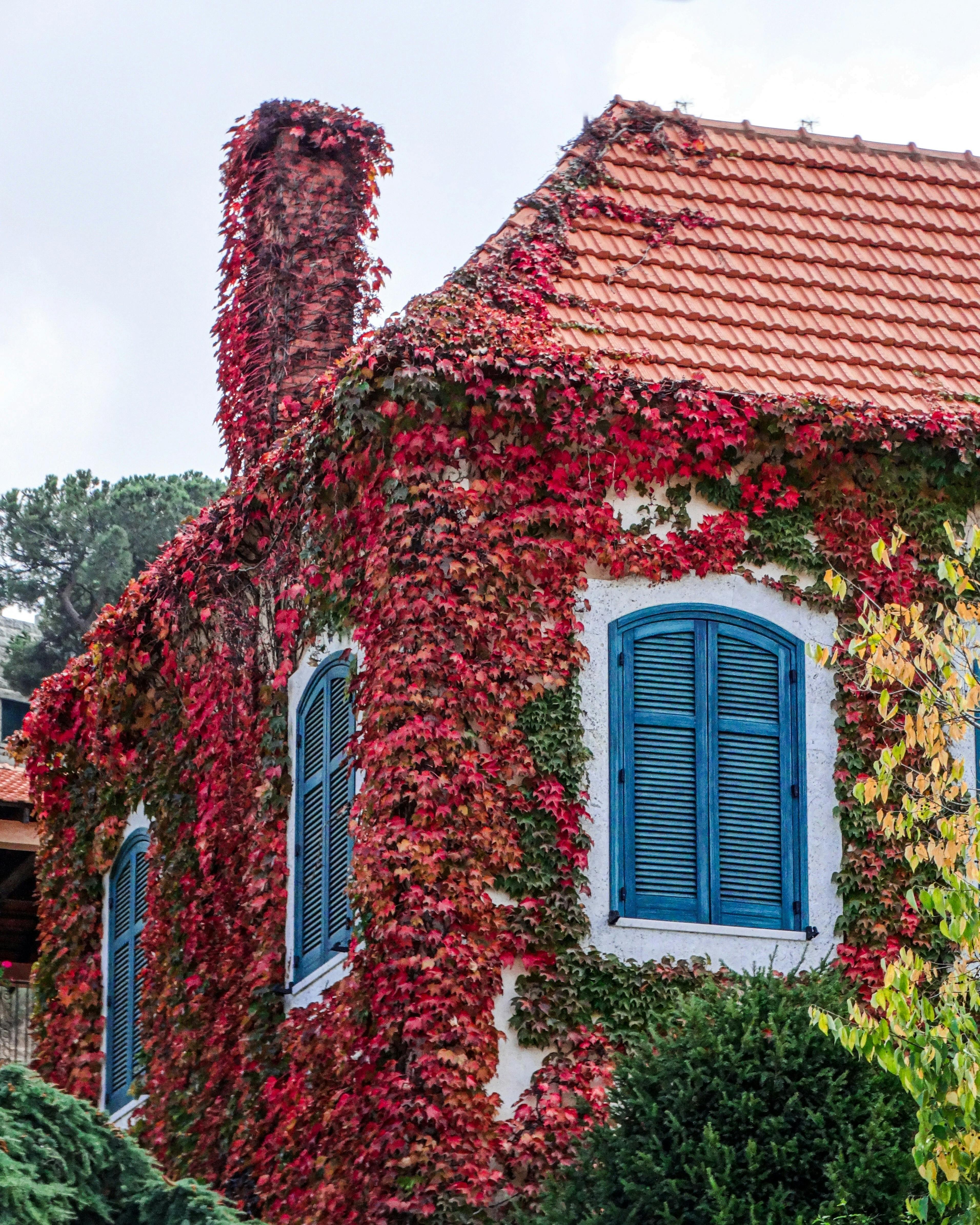 Colorful Ivy on House · Free Stock Photo