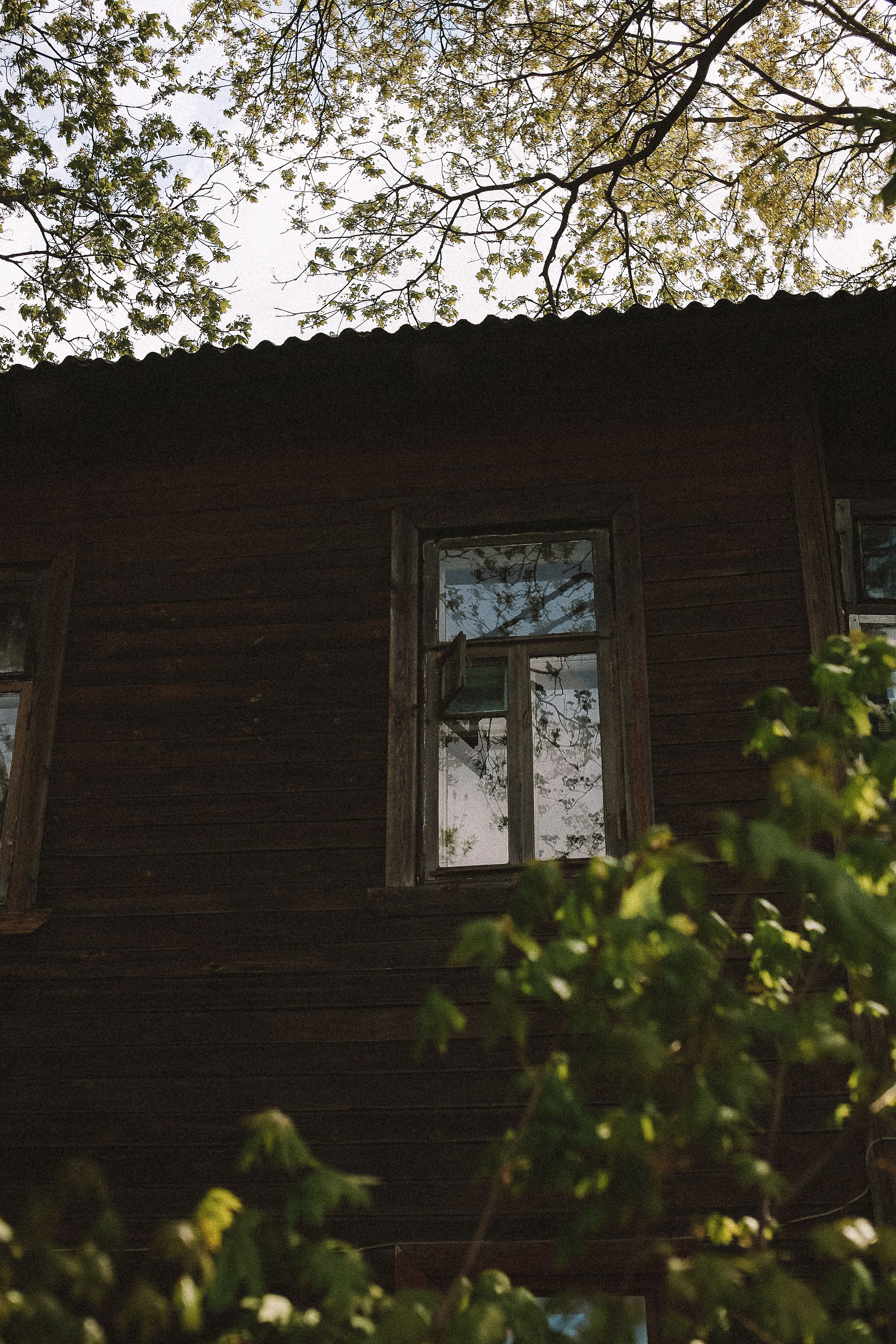 Tree and Bush near House Window · Free Stock Photo