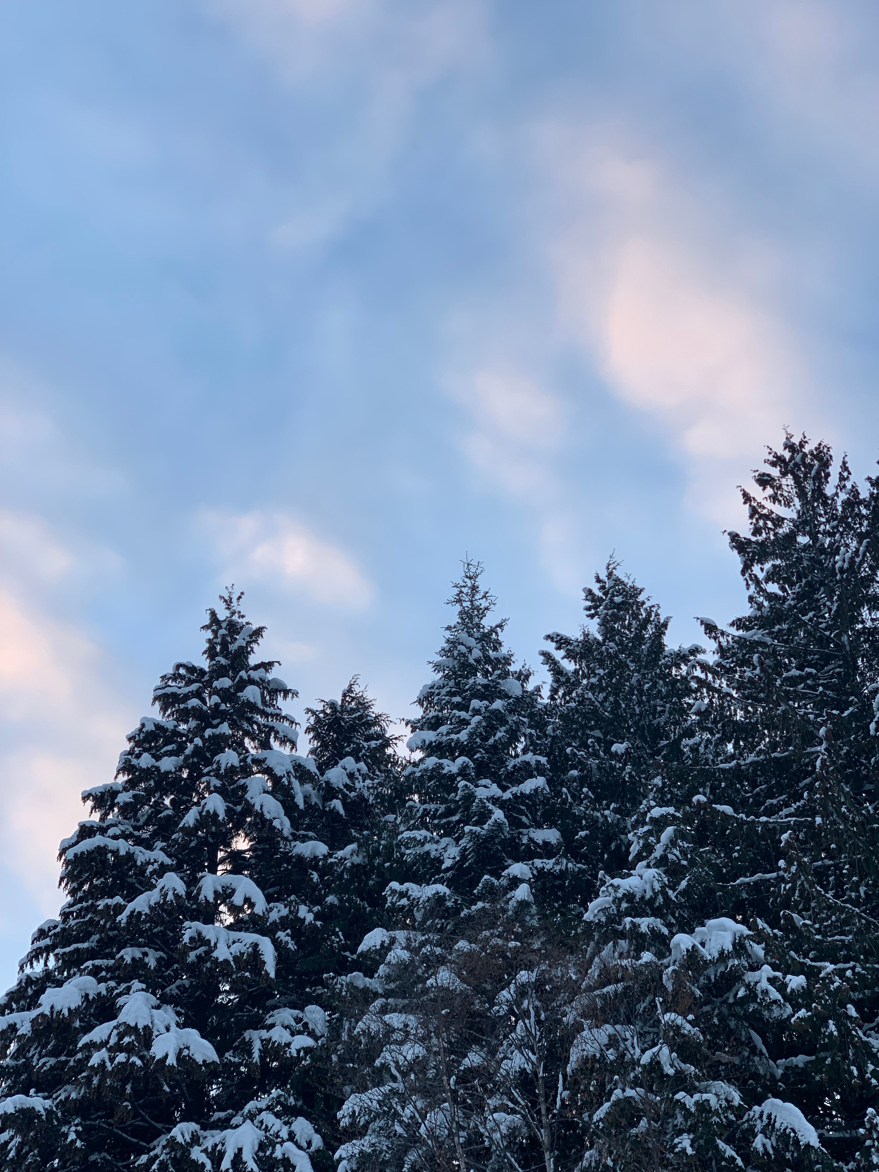 Snow on Coniferous Tree Growing by House · Free Stock Photo