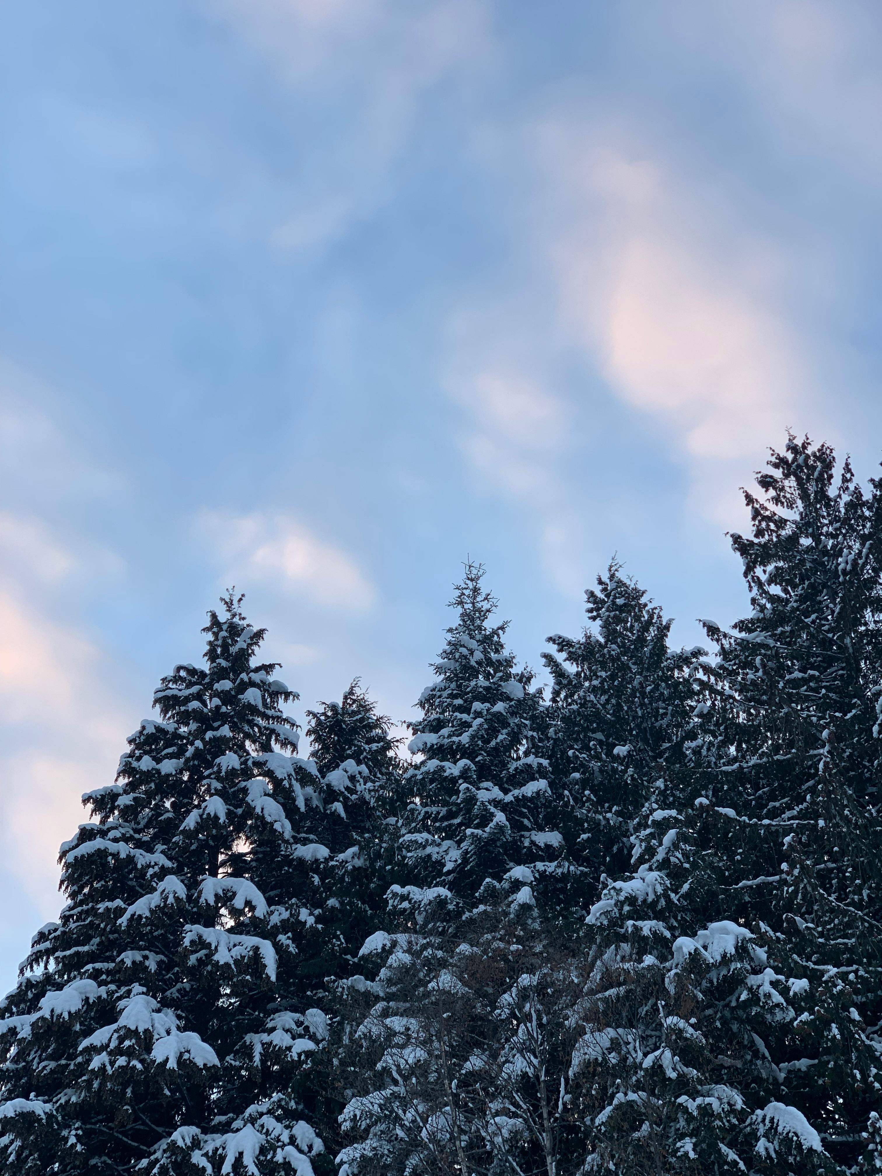 Evergreen Trees in Snow · Free Stock Photo