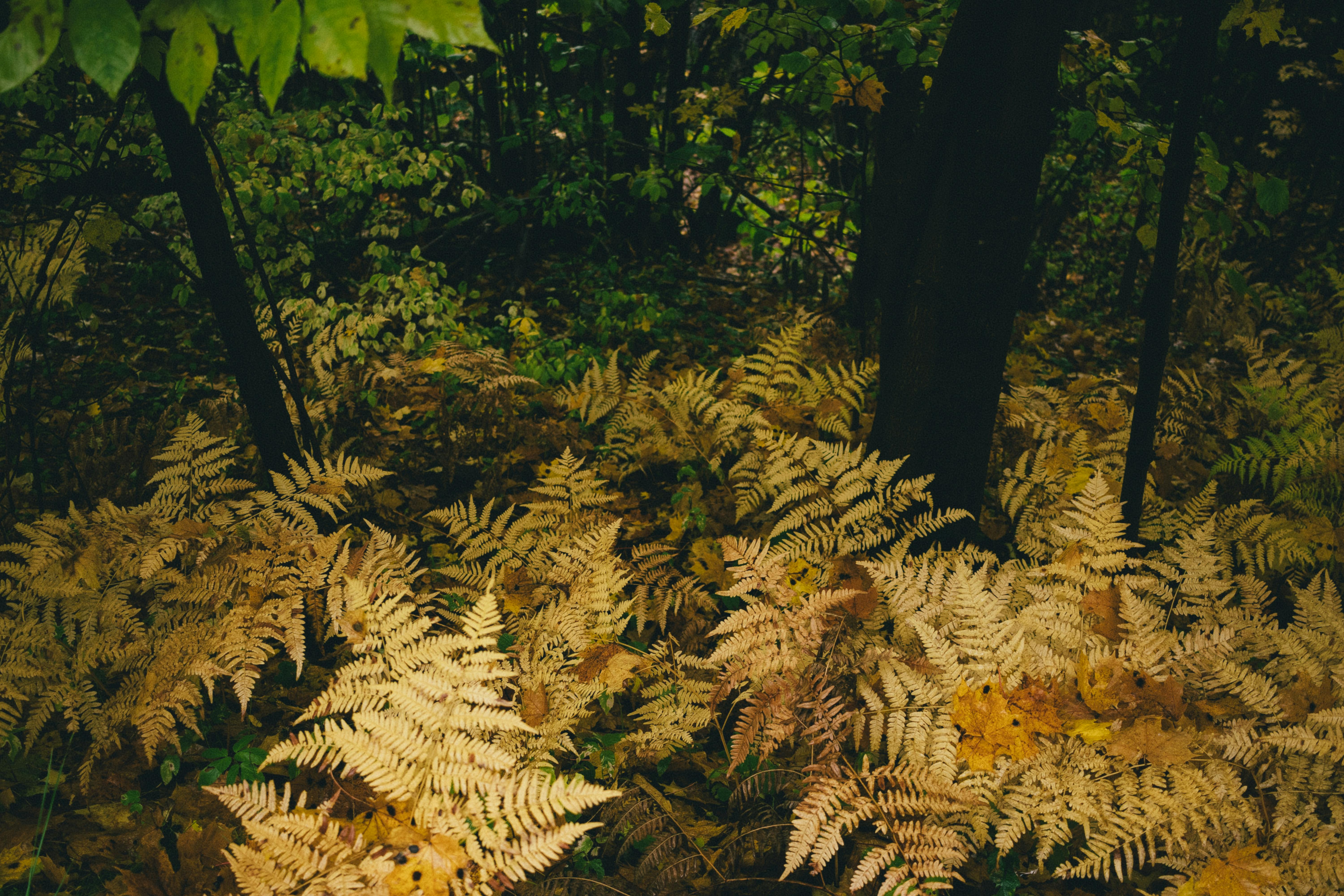 Ferns in a Forest · Free Stock Photo