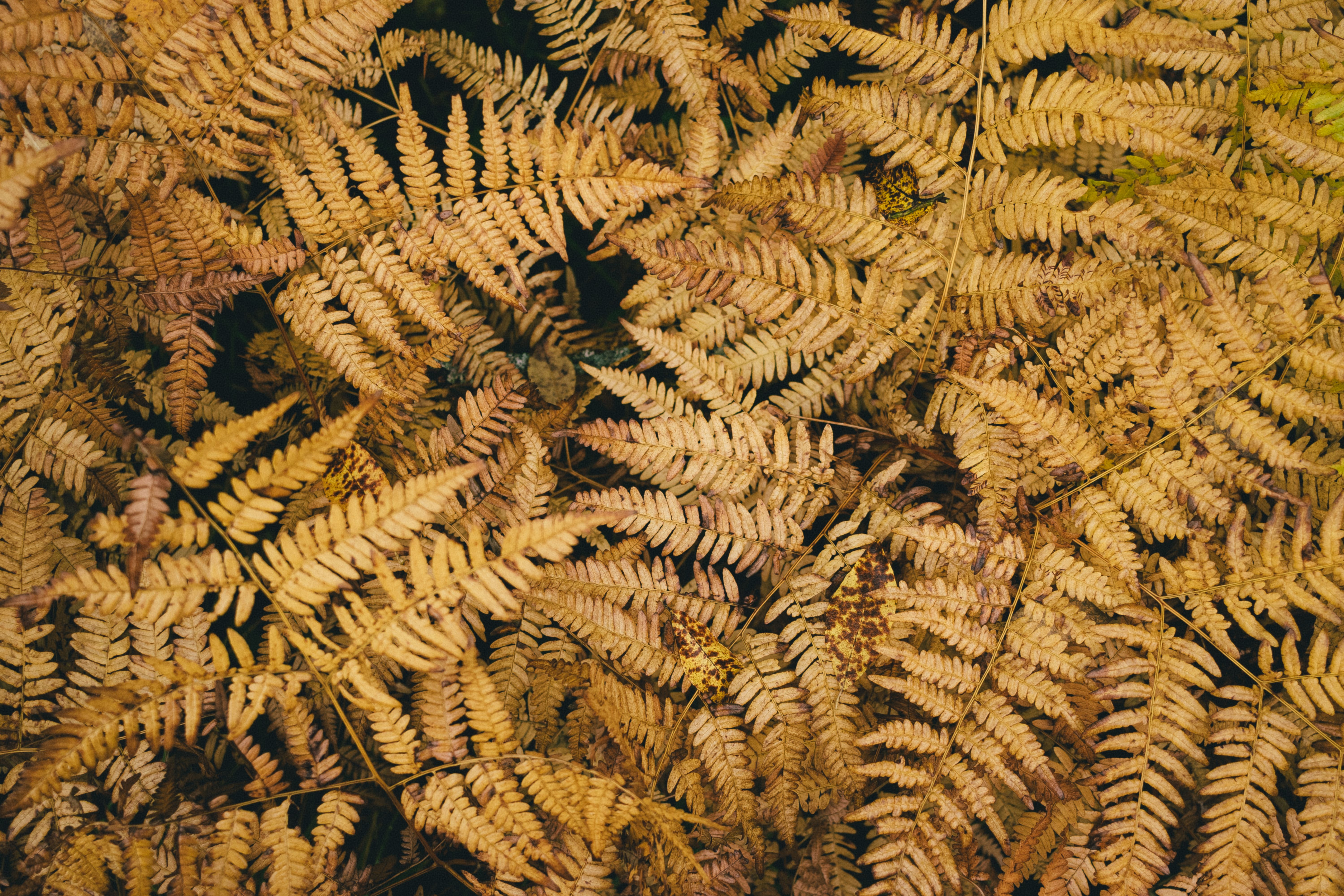 Dry Fern Leaves · Free Stock Photo