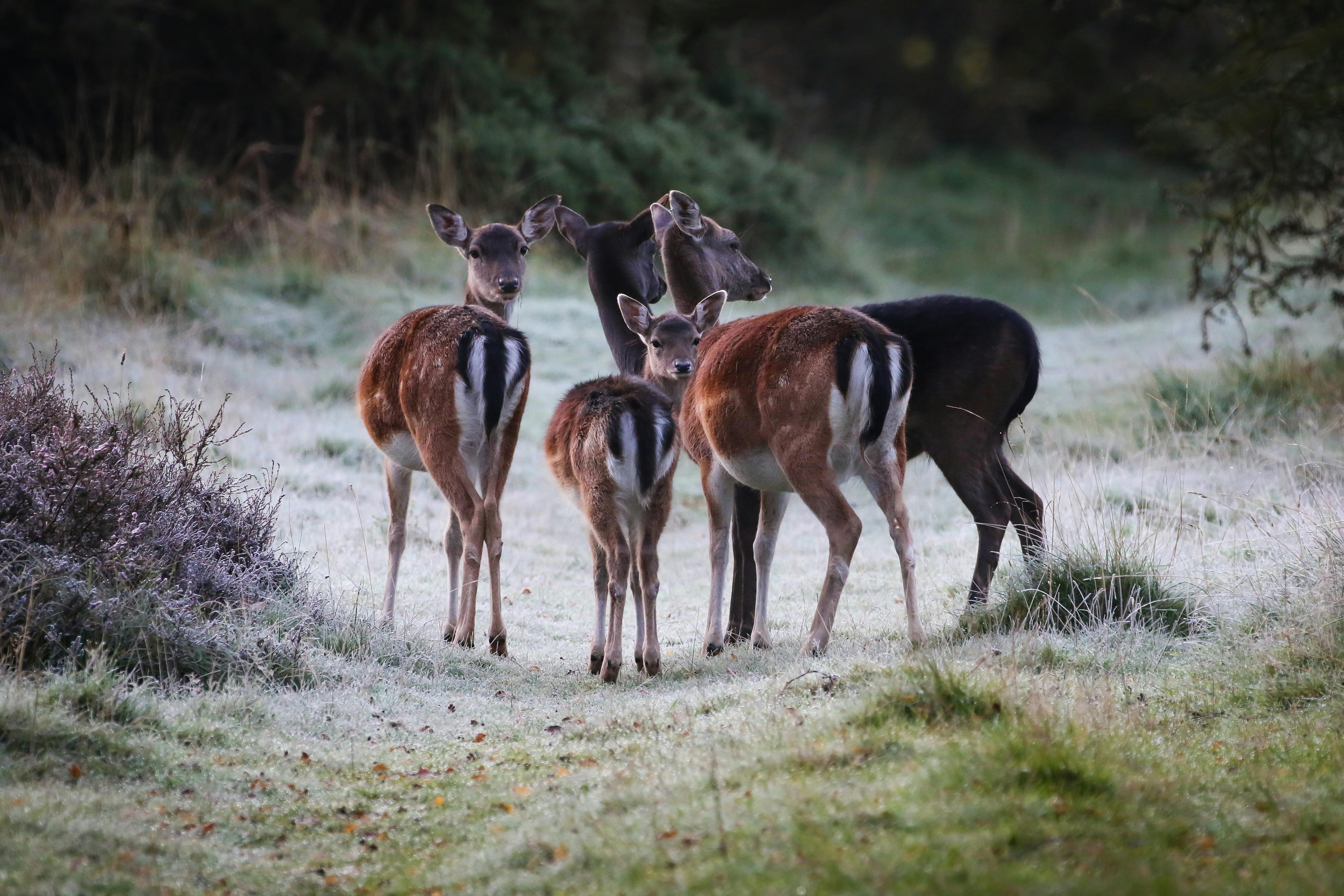 Free stock photo of deer, frost, nature
