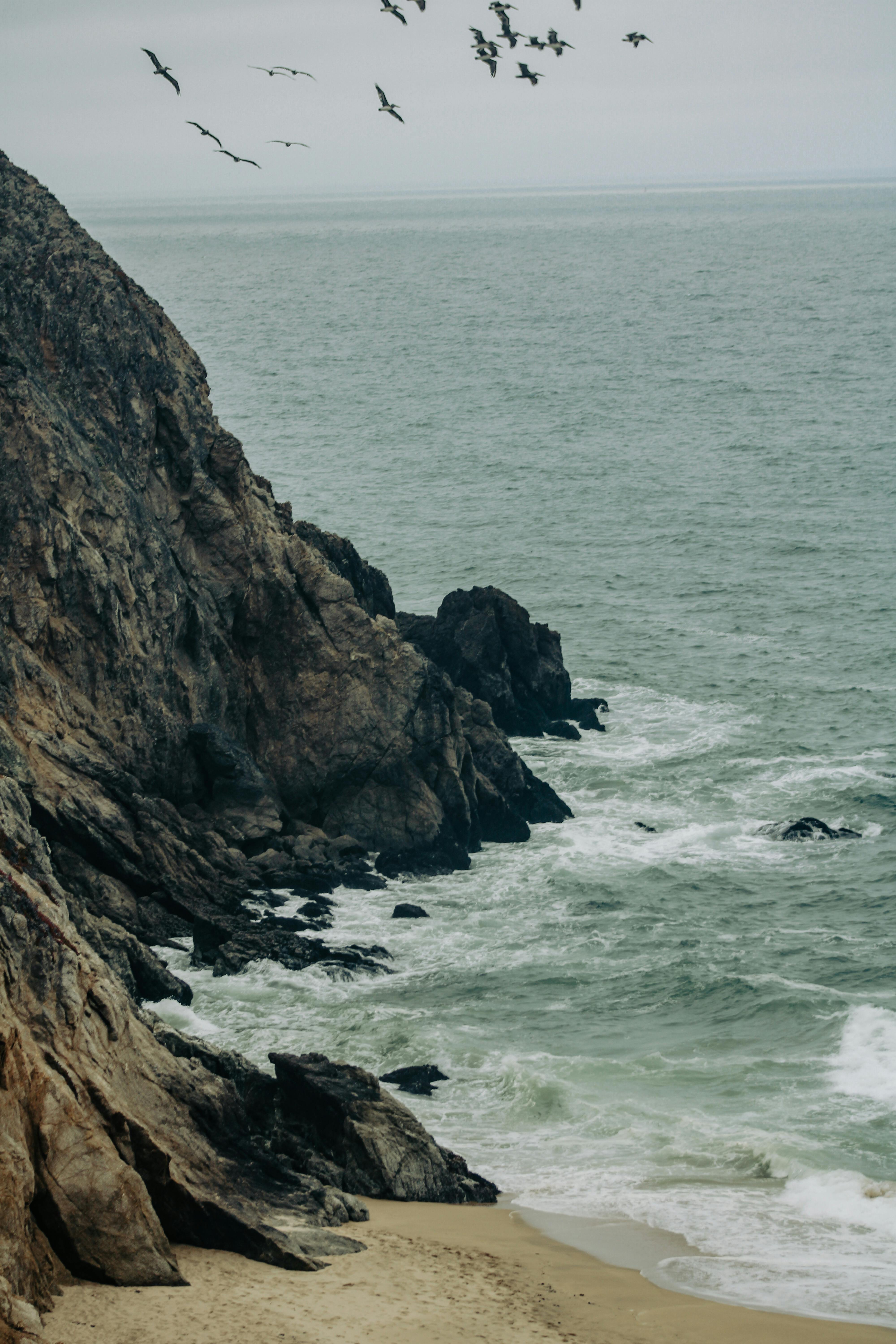 Birds Flying over Cliff Rocks on Seashore · Free Stock Photo