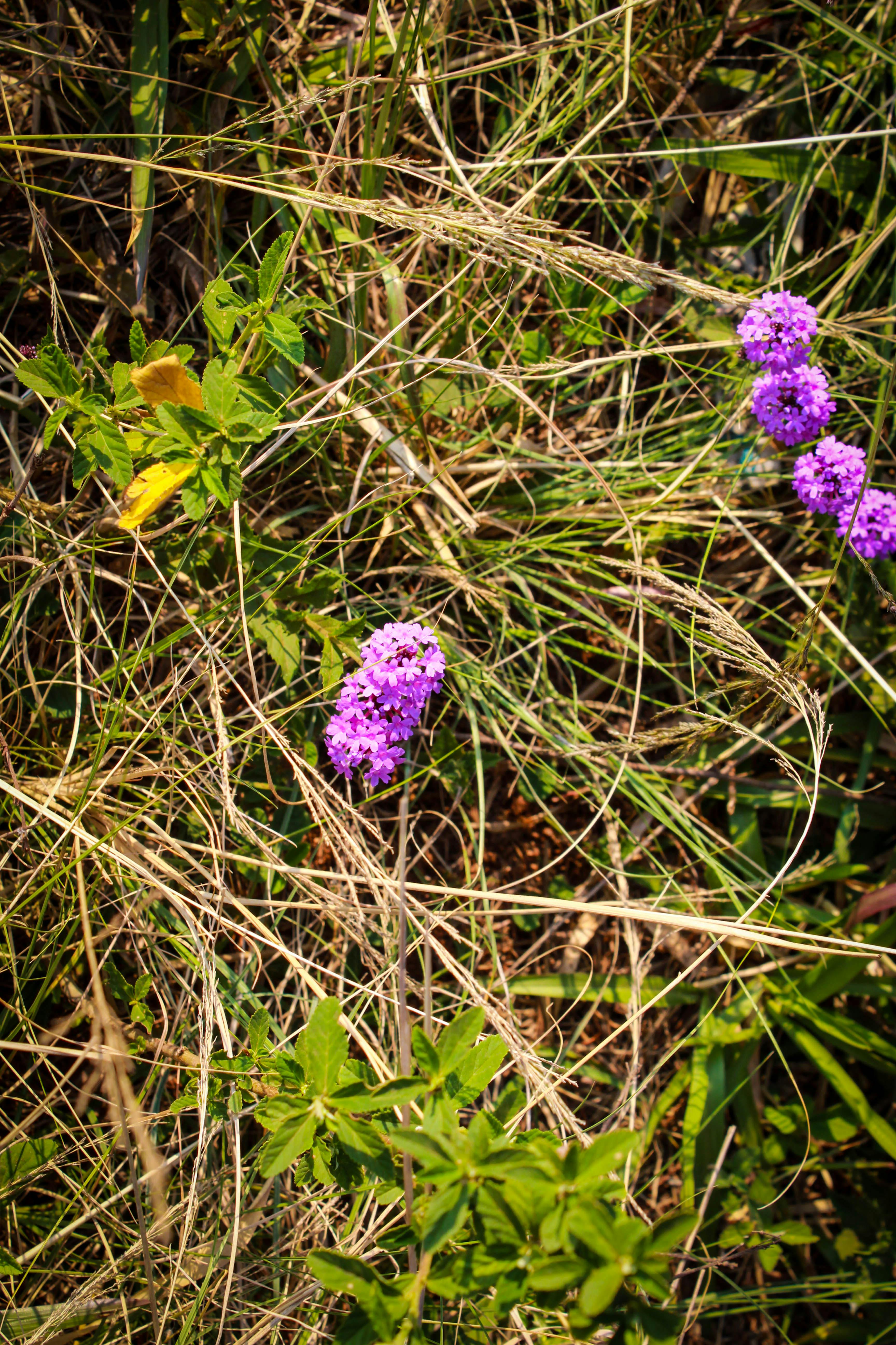 Célio Júnior - 攝影