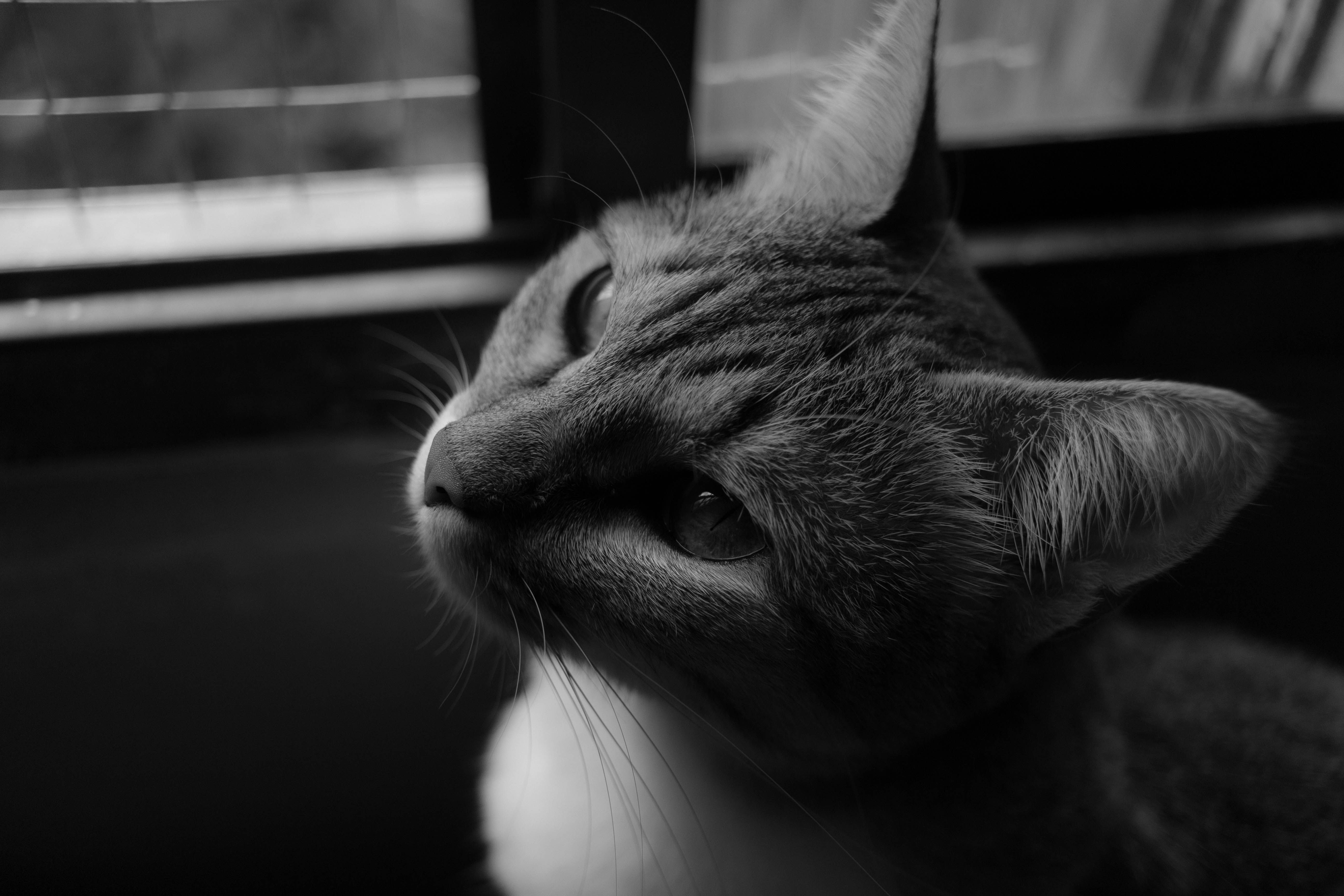 Grayscale Photo of a Cat · Free Stock Photo