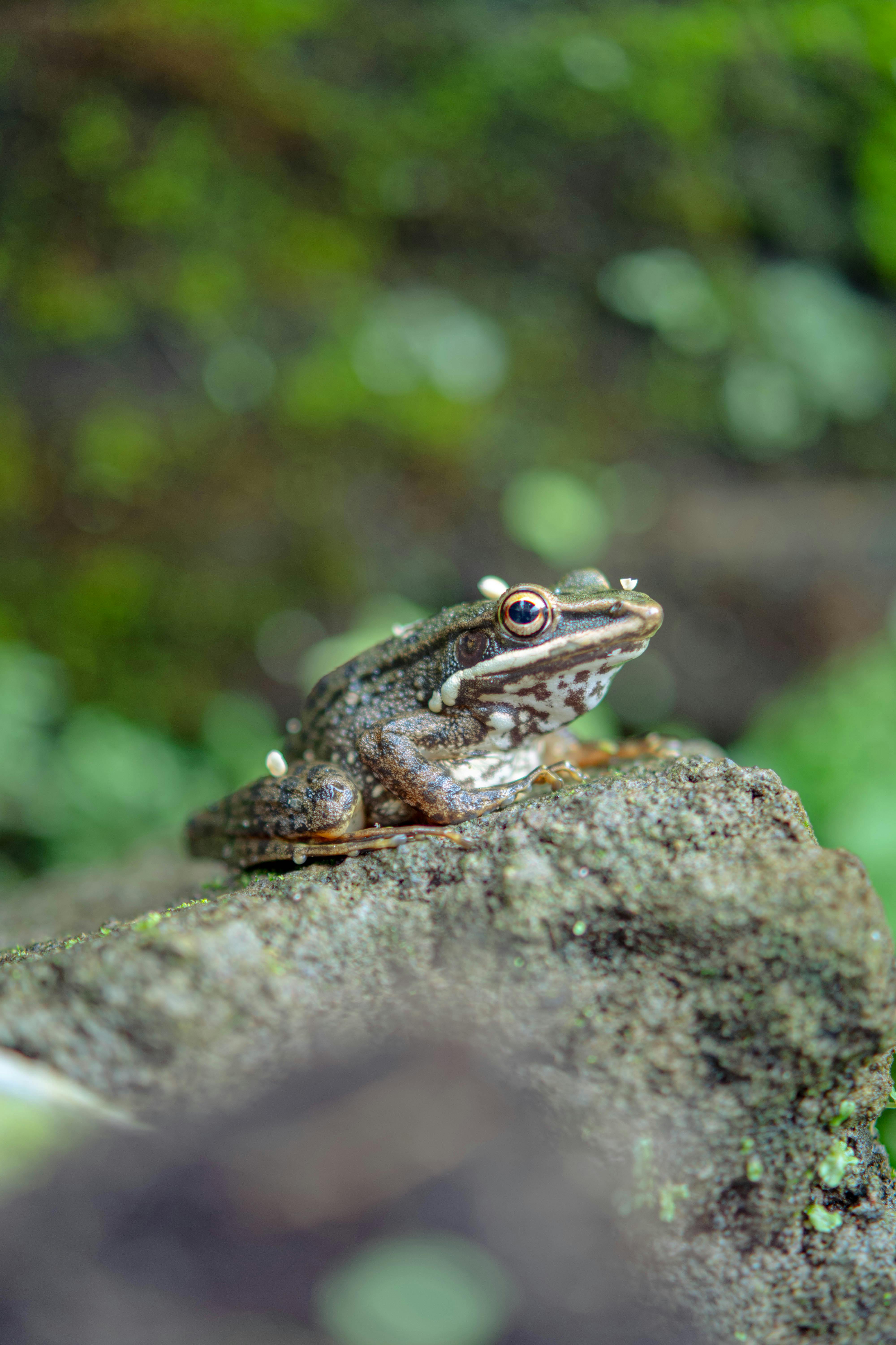 High Frog Photos, Download Free High Frog Stock Photos & HD Images
