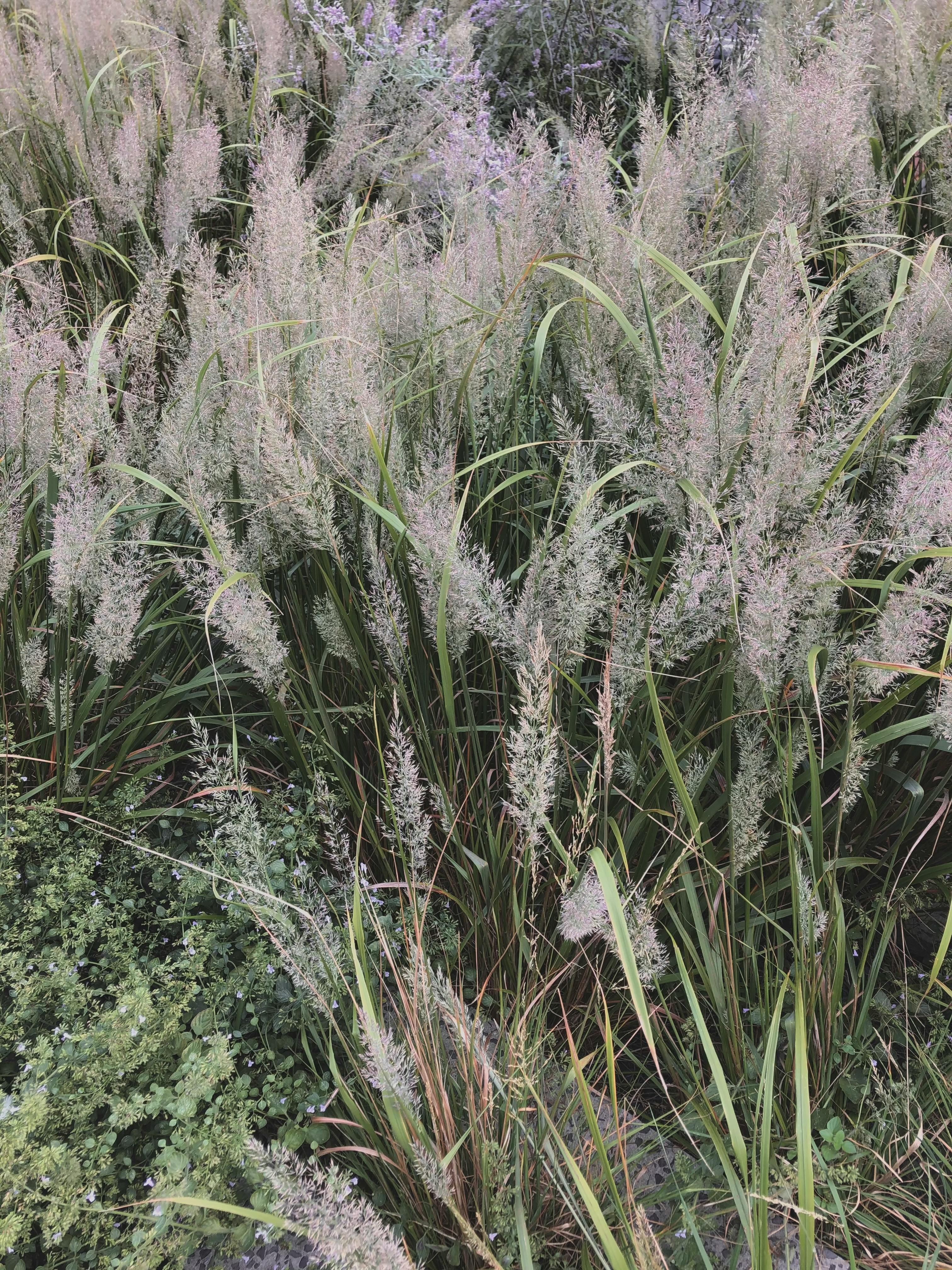 Fluffy Grass Spikes · Free Stock Photo