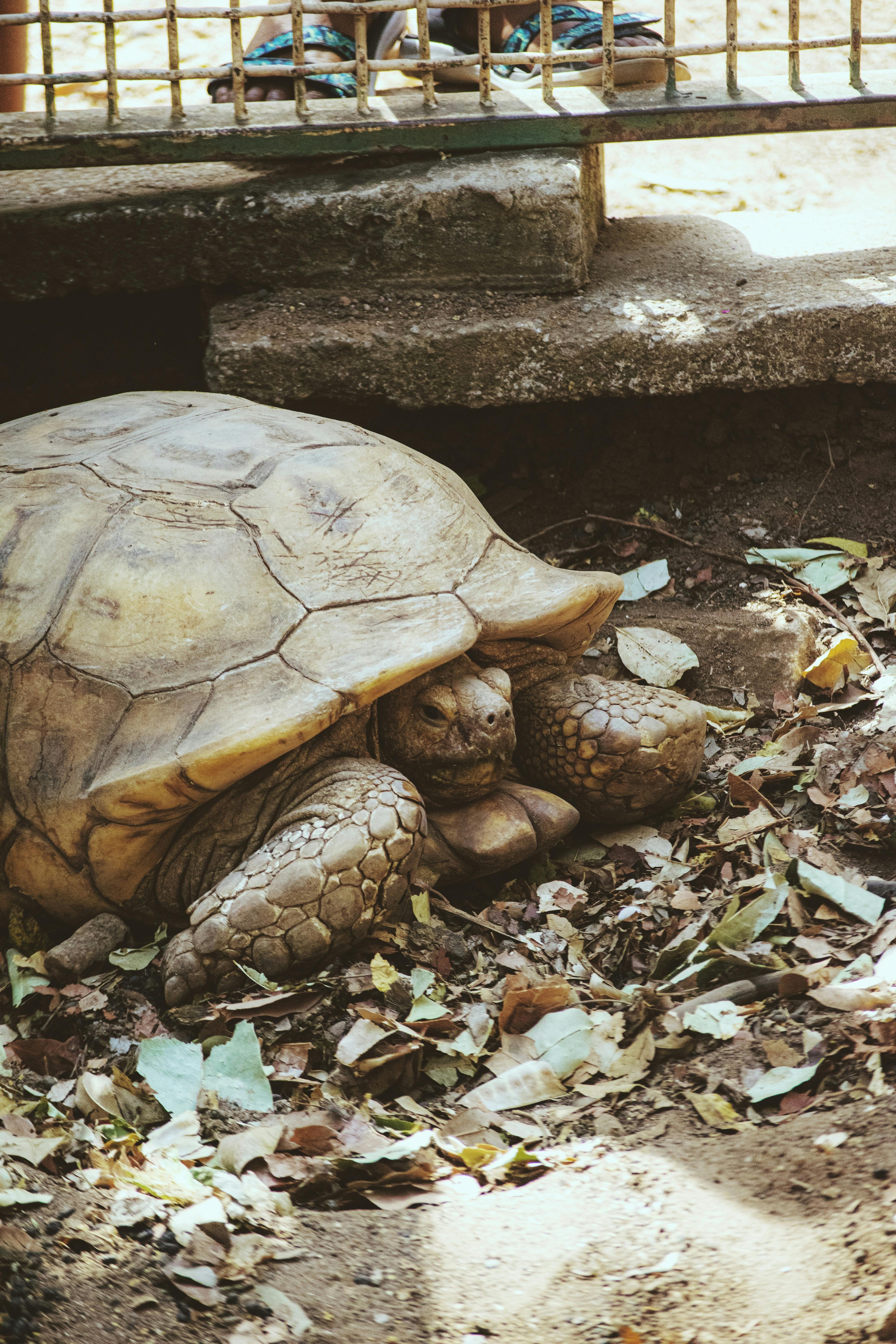 Close-Up Shot of a Tortoise · Free Stock Photo
