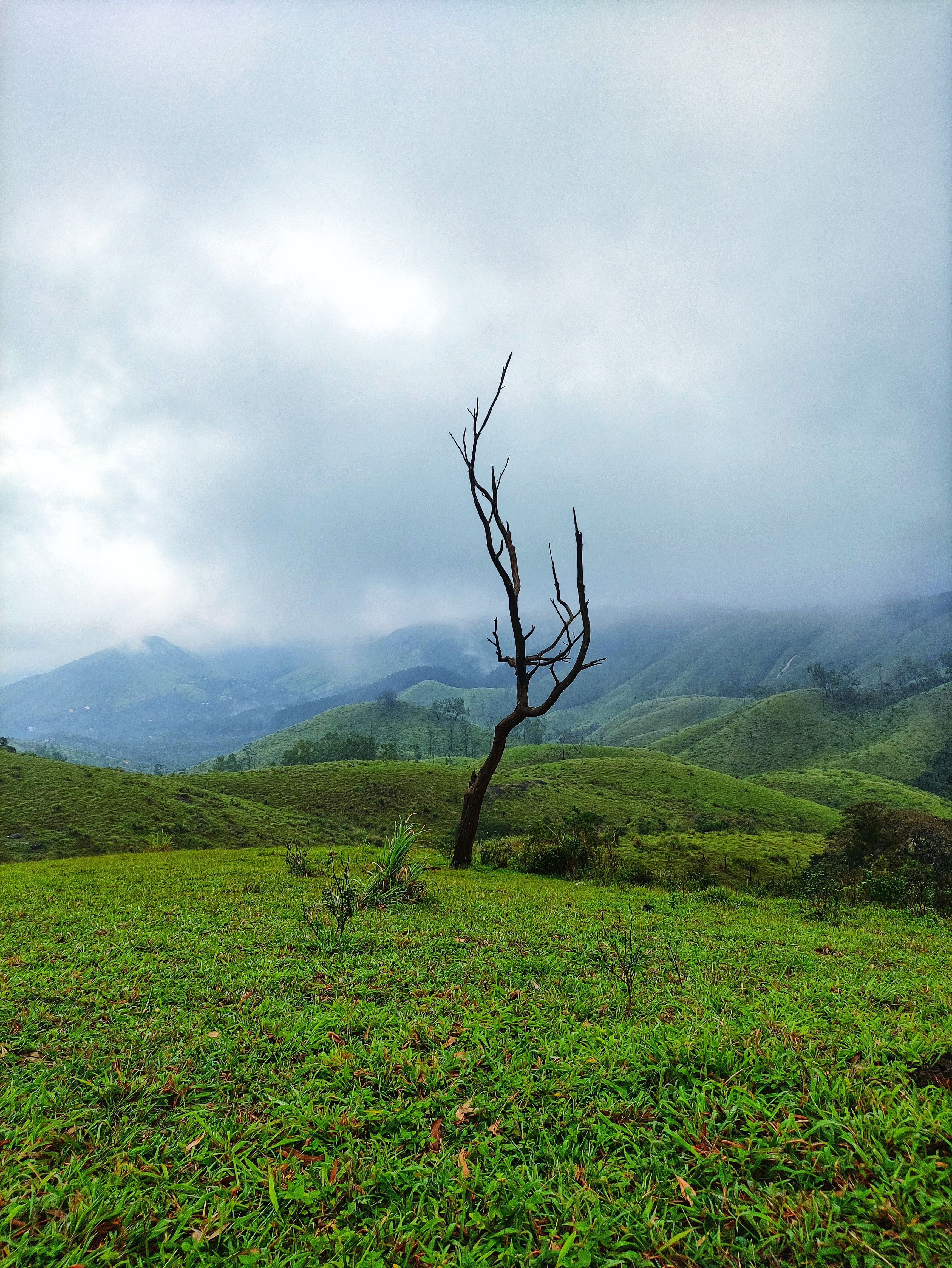Dead Tree on Green Grass Field under the Cloudy Sky · Free Stock Photo