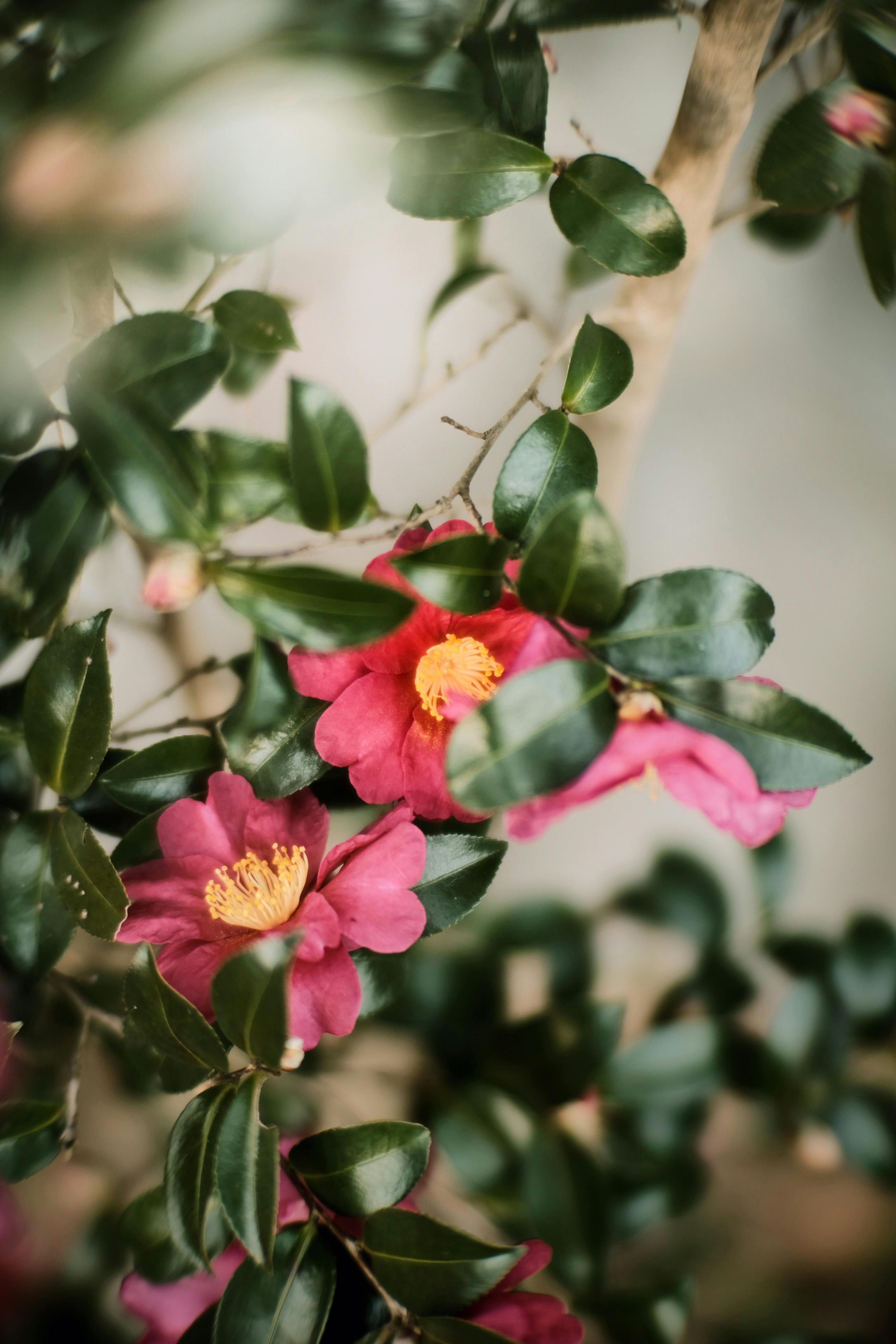 Close-up of a Pink Camellia · Free Stock Photo