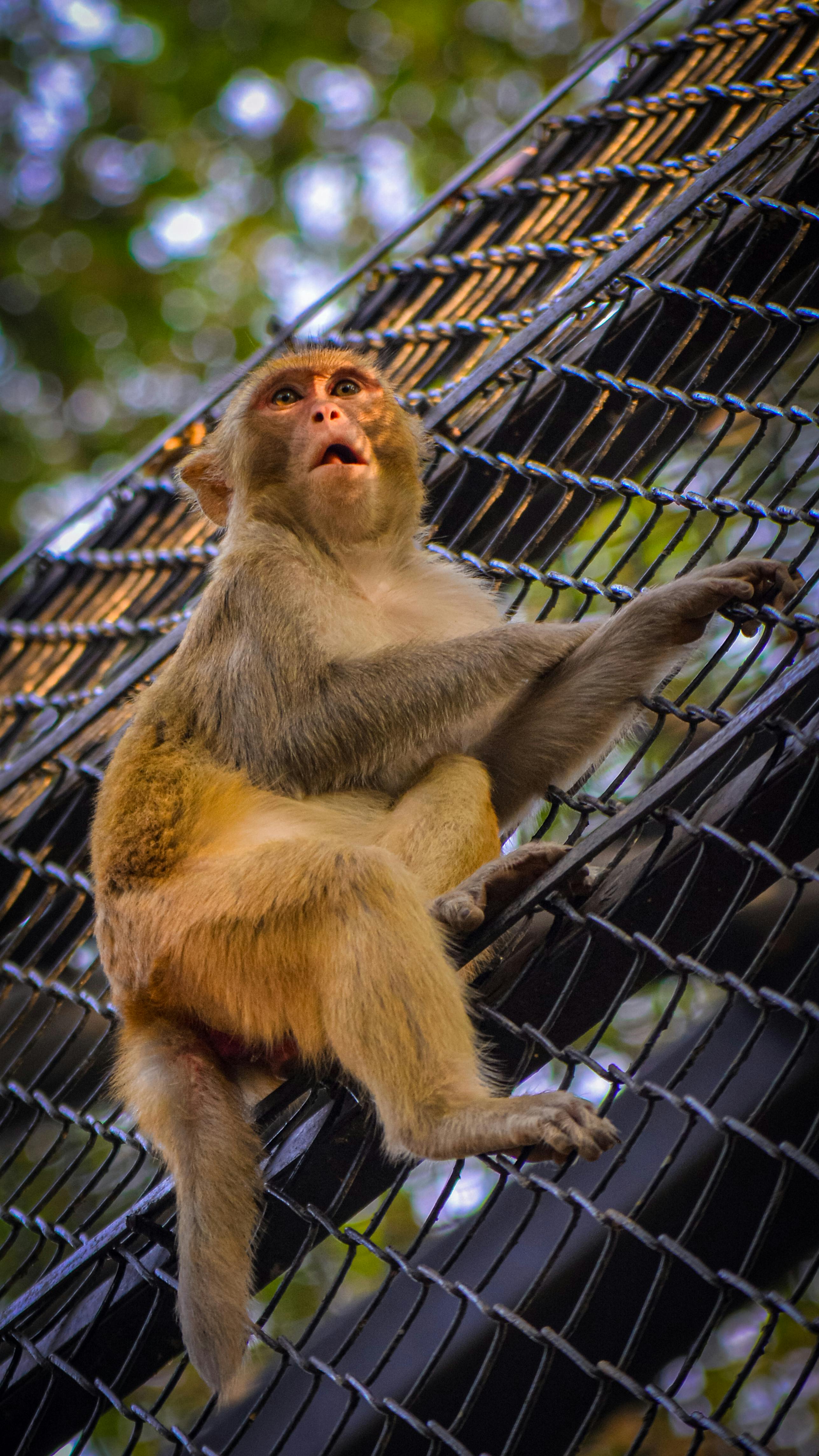 Macaque Climbing Fence · Free Stock Photo