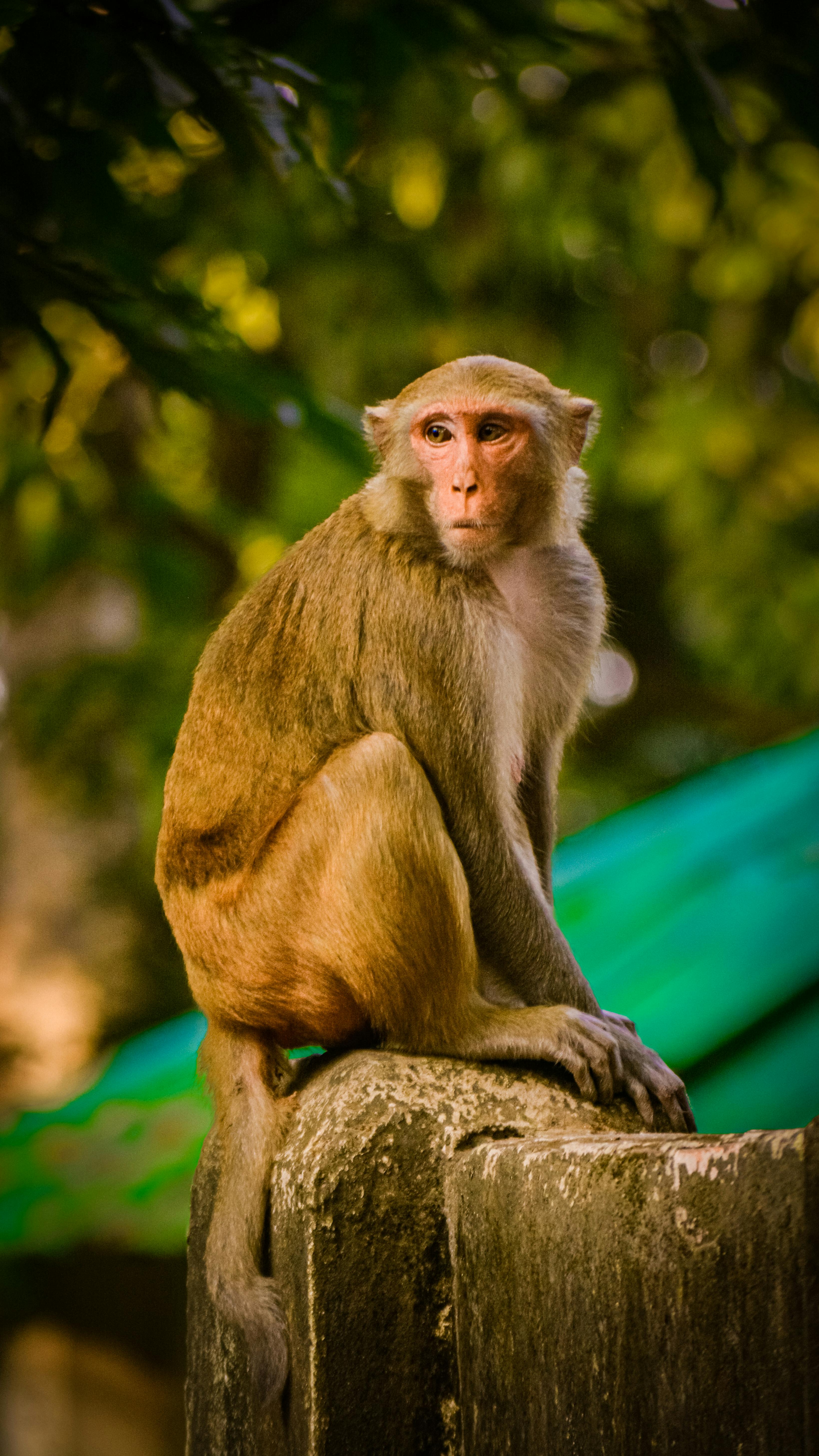 Brown Monkey on Concrete Structure · Free Stock Photo