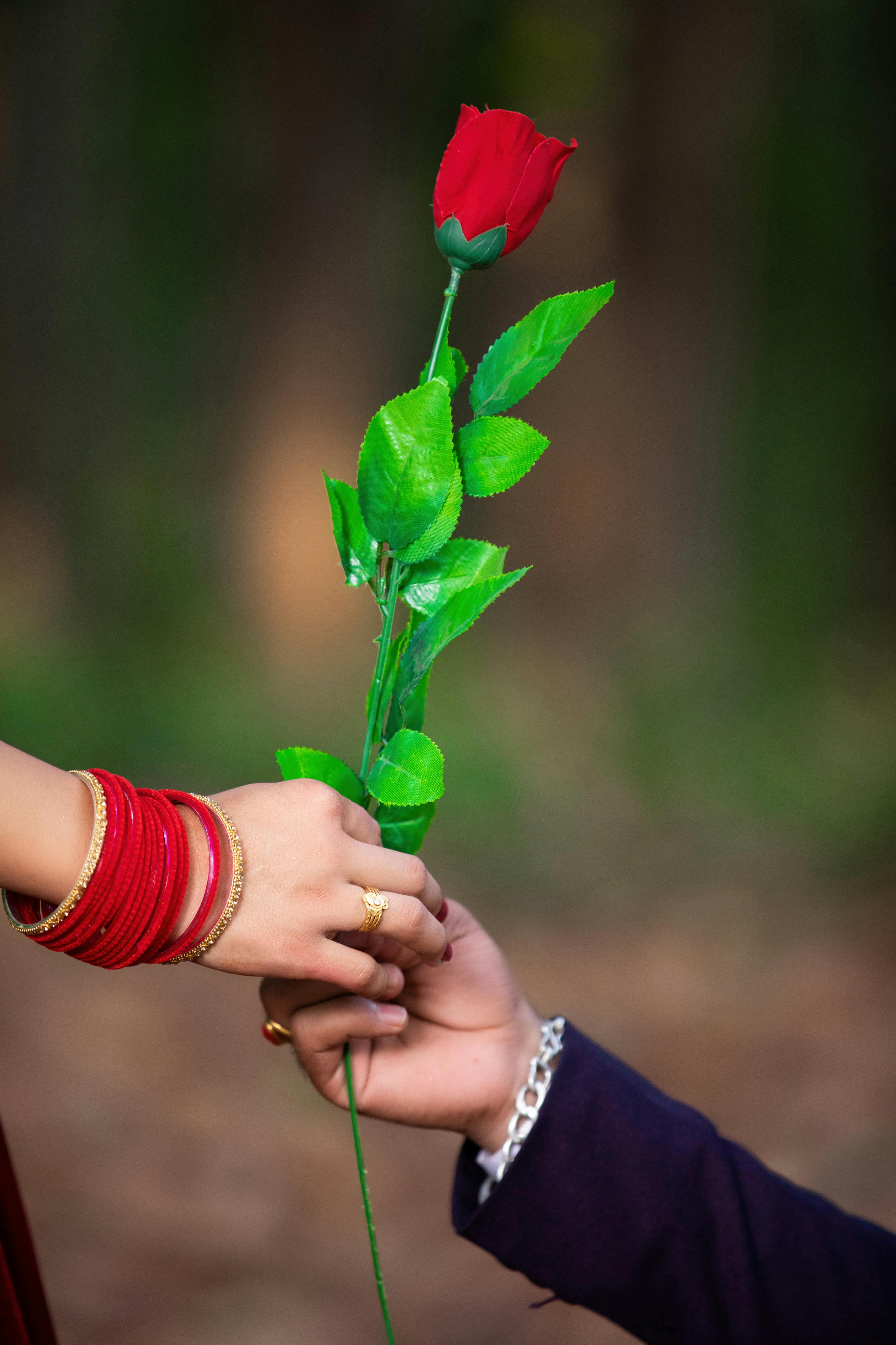 Man Giving Red Rose to a Woman · Free Stock Photo