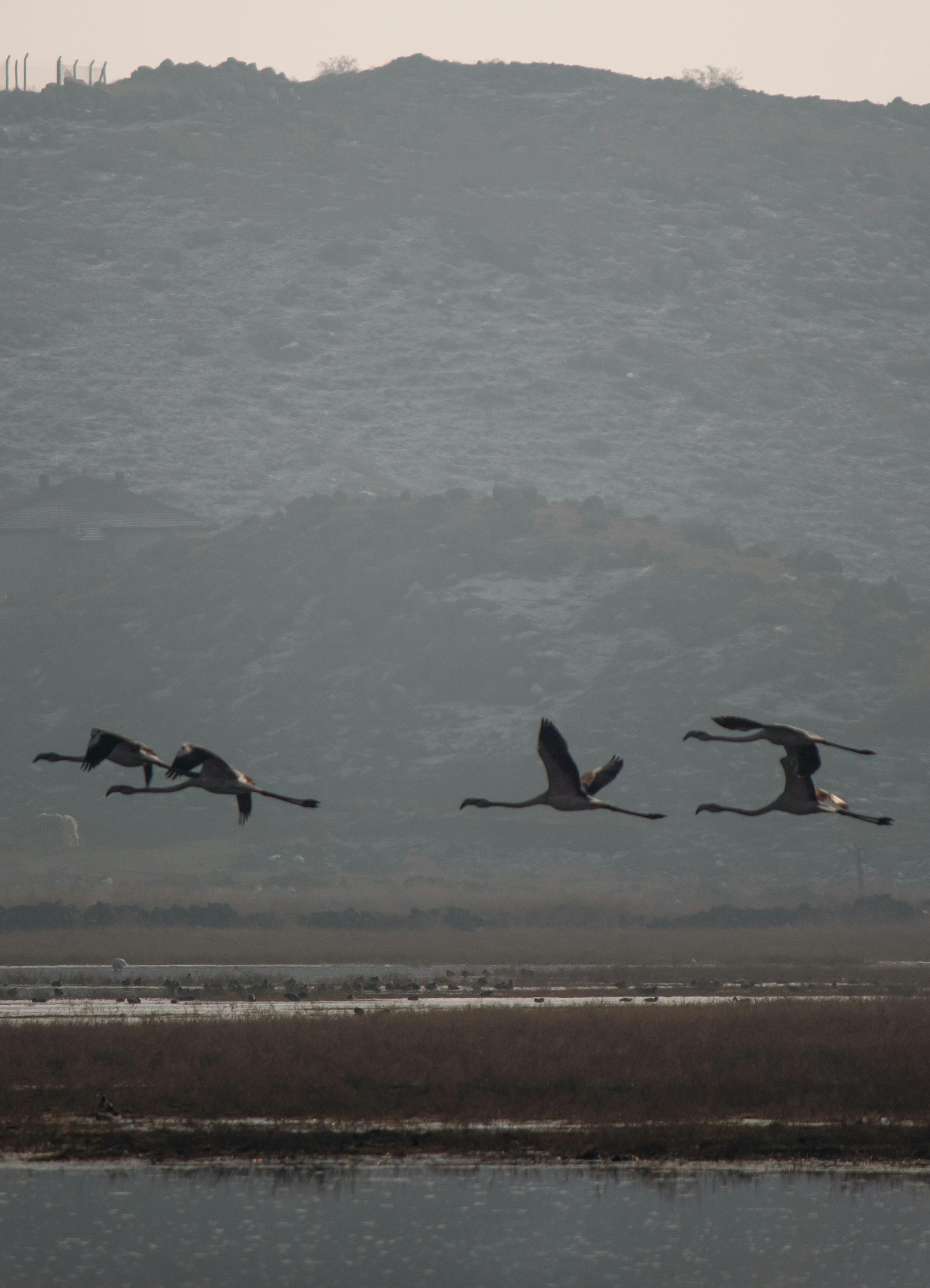 Birds Flying Over Body of Water · Free Stock Photo