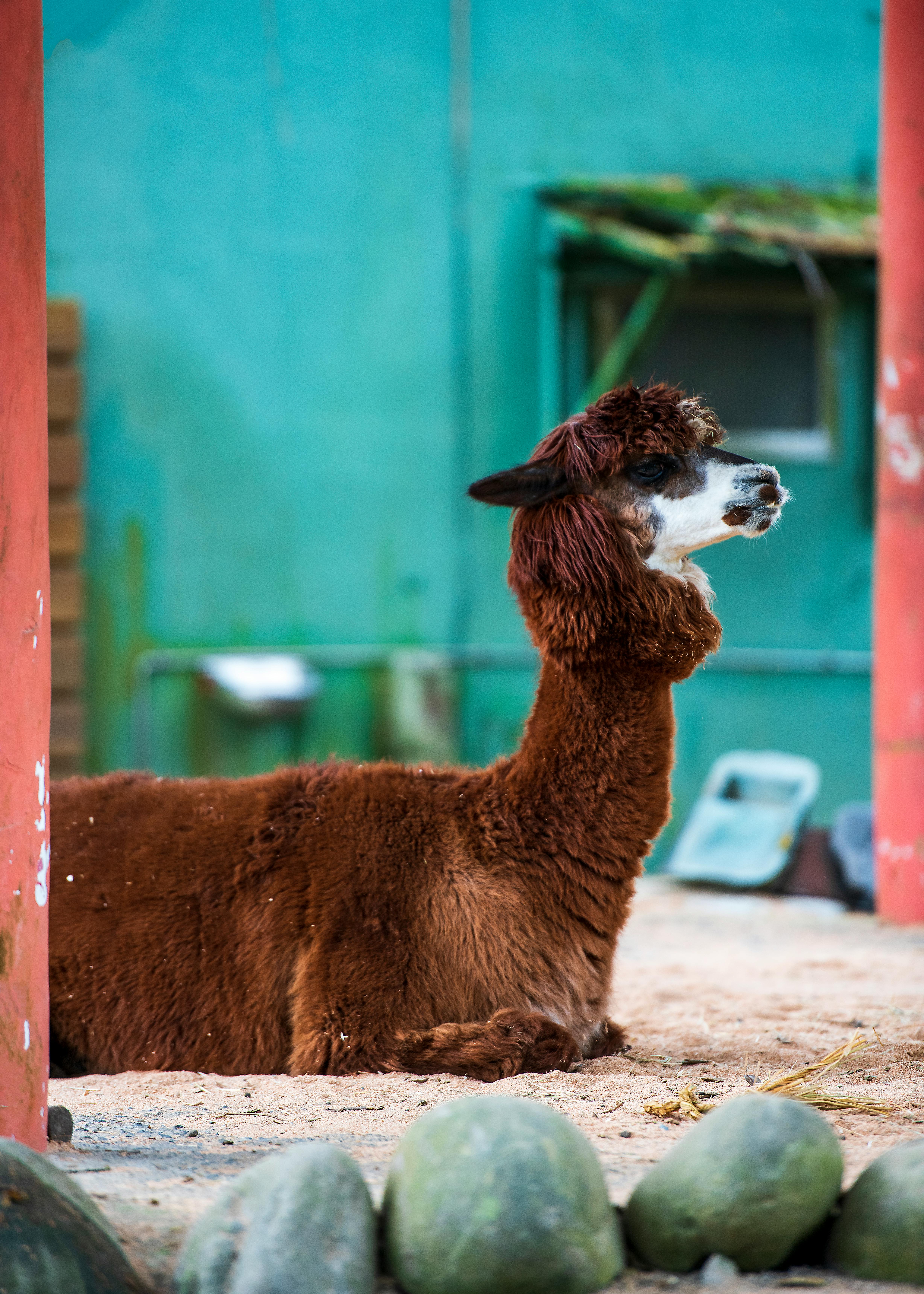 Brown Alpaca Sitting on the Ground · Free Stock Photo