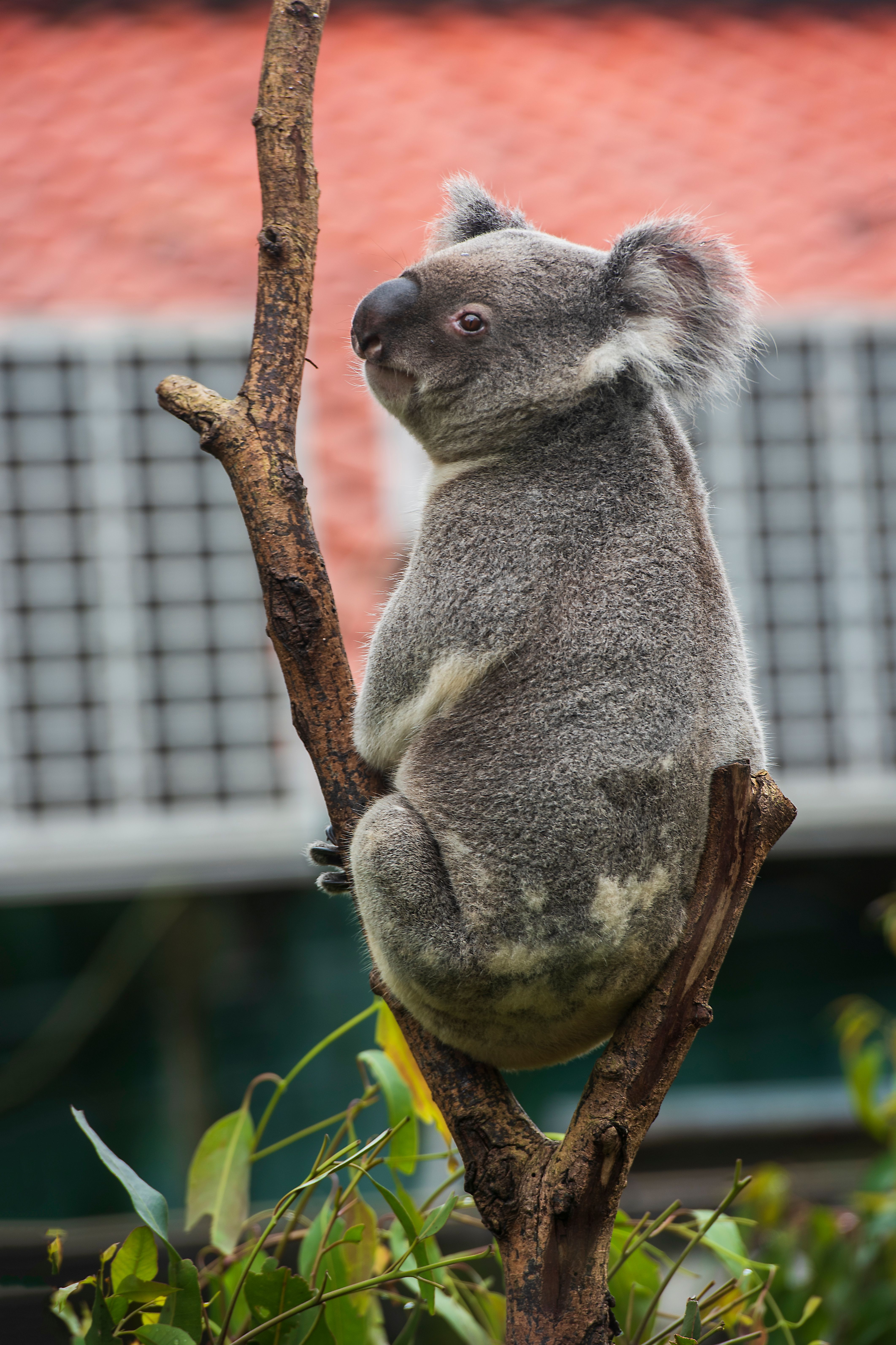 A Koala Sitting on a Tree Branch · Free Stock Photo