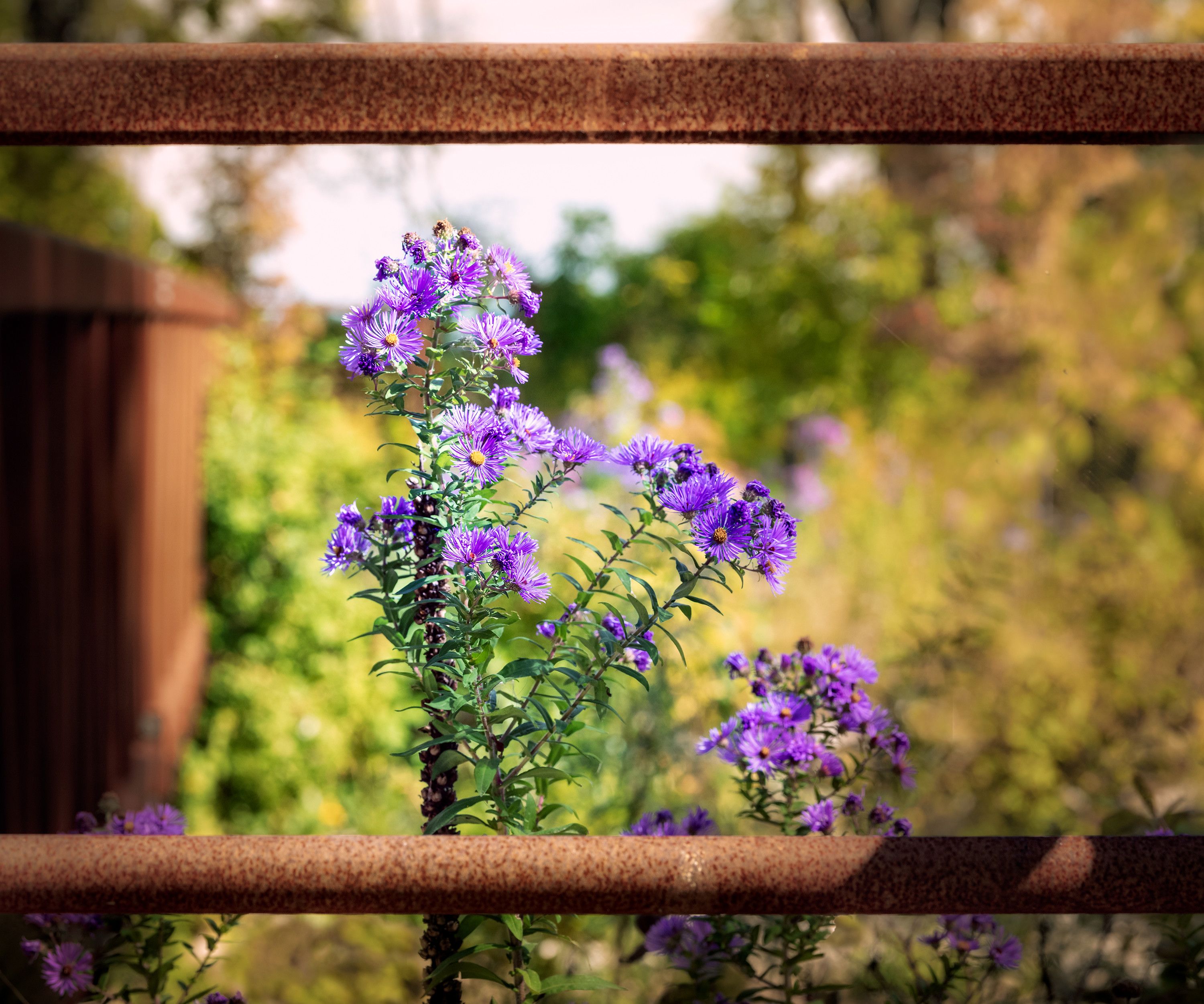 Photo of a Purple Flowers · Free Stock Photo