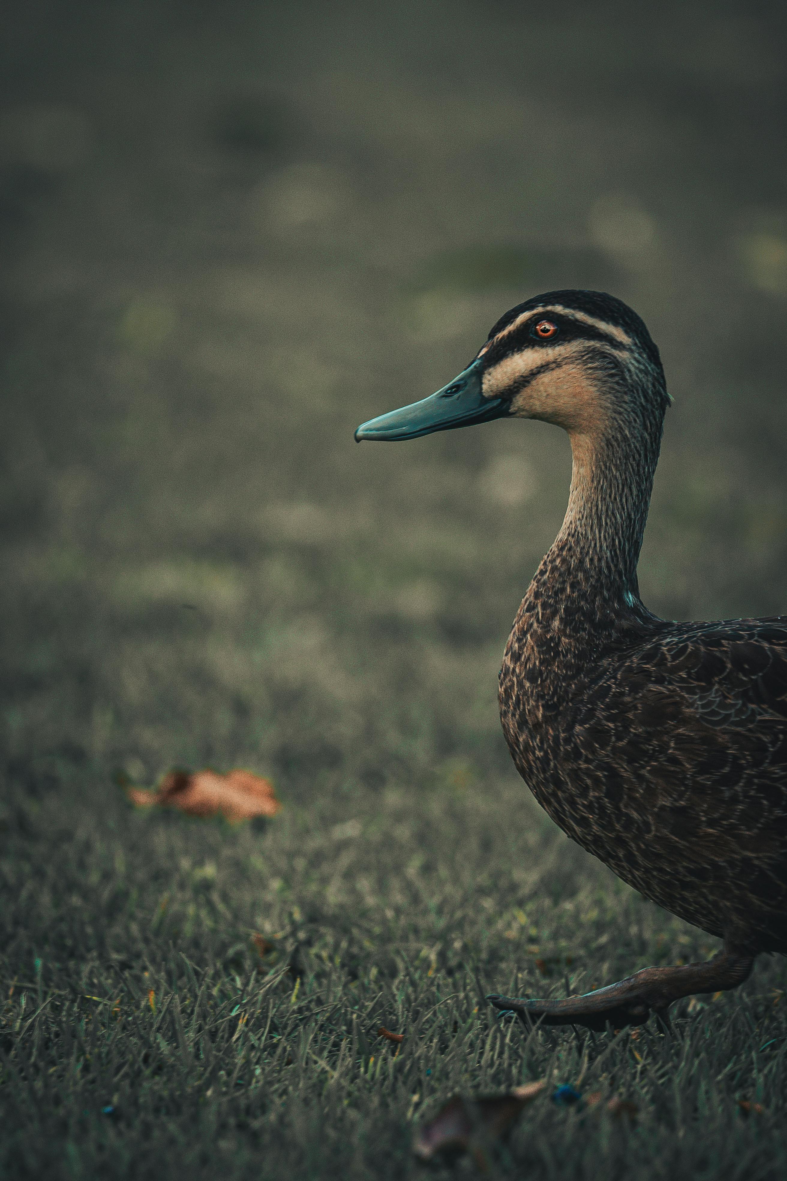 Virat Koli Photos, Download The BEST Free Virat Koli Stock Photos & HD ...