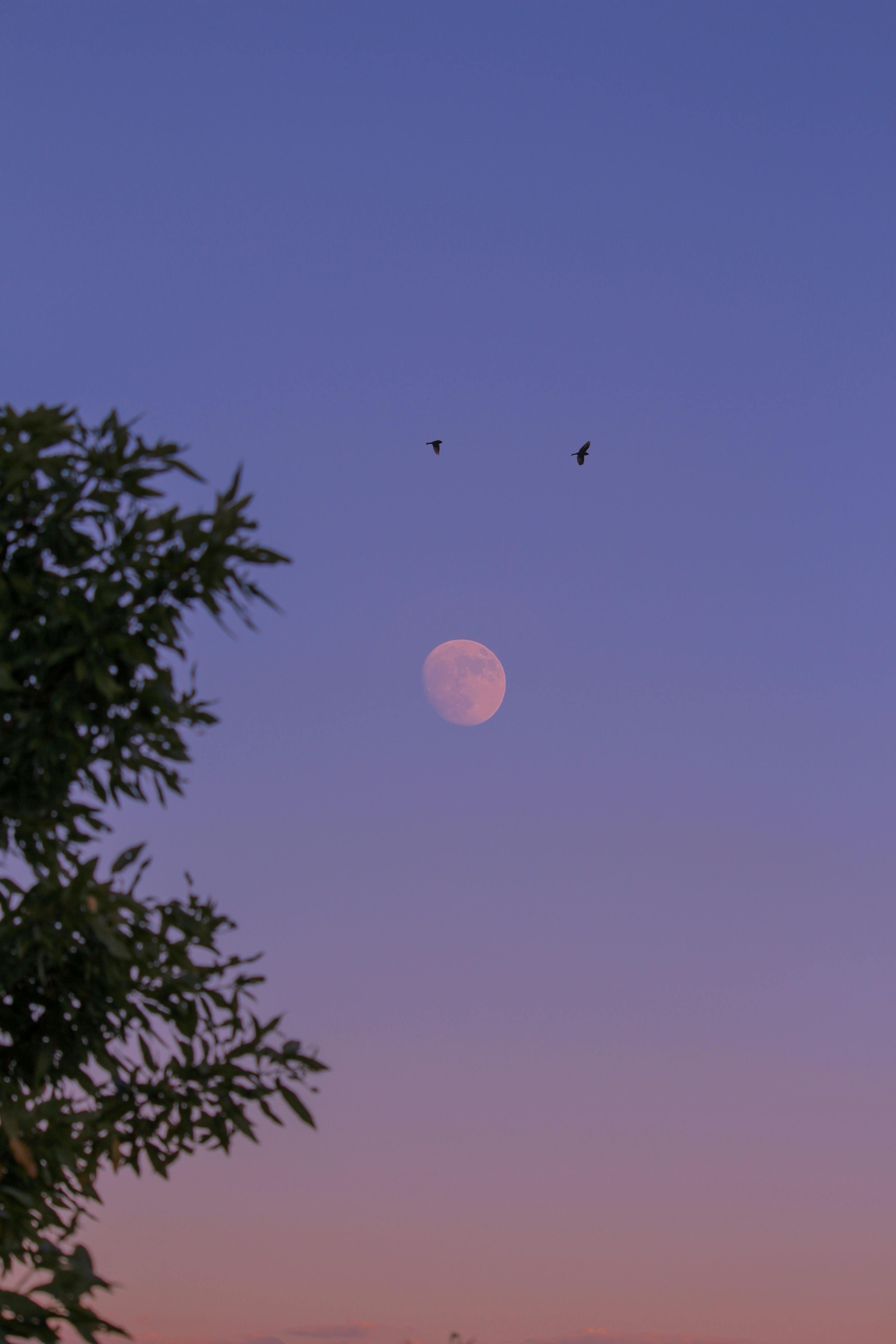 Moon and Birds on Sky at Dusk · Free Stock Photo