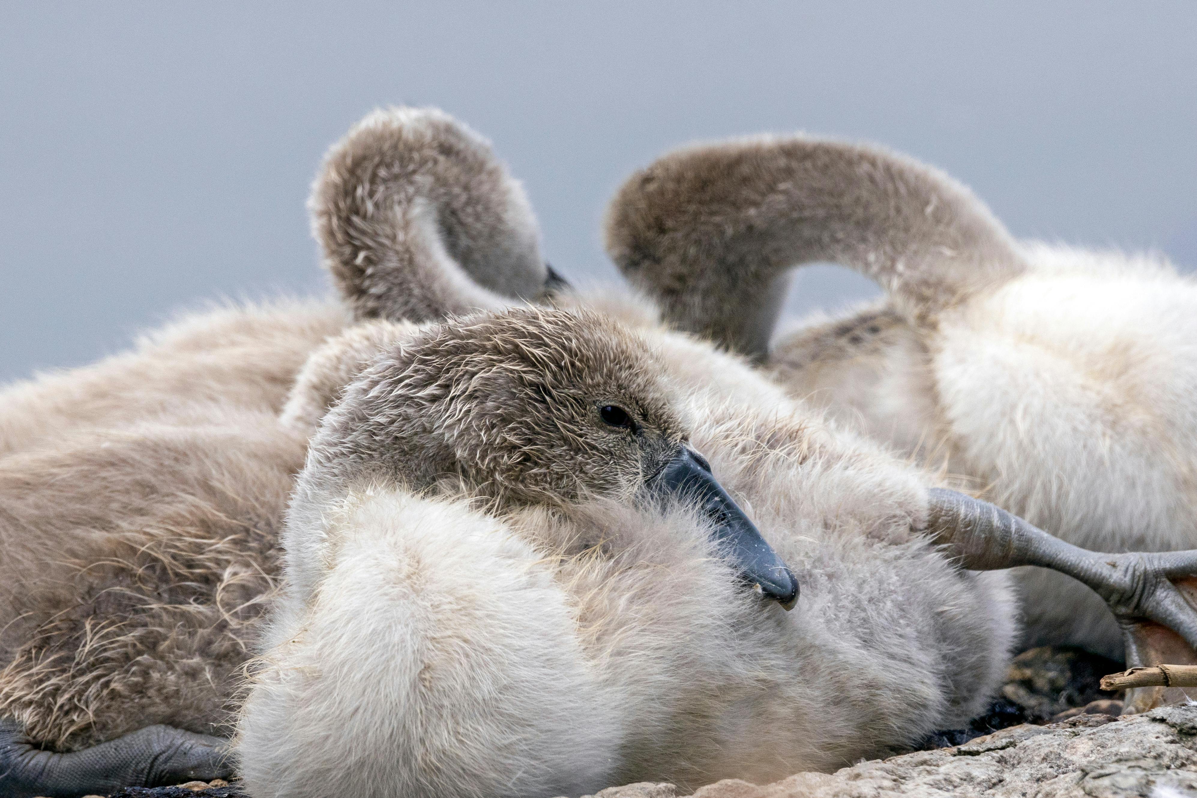 Cygnets Photos, Download The BEST Free Cygnets Stock Photos & HD Images