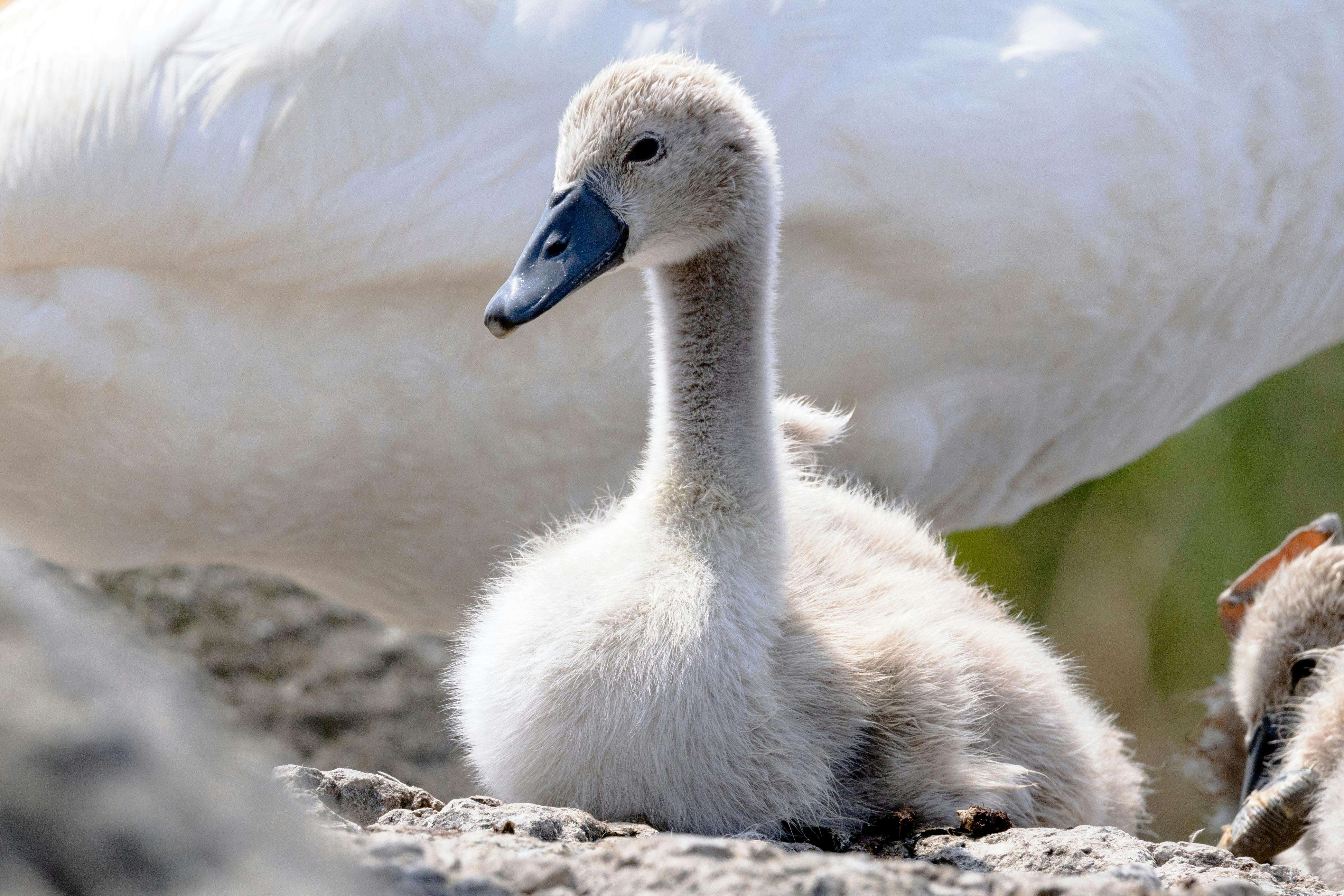 Close-up of Adult Swans with Cygnets · Free Stock Photo
