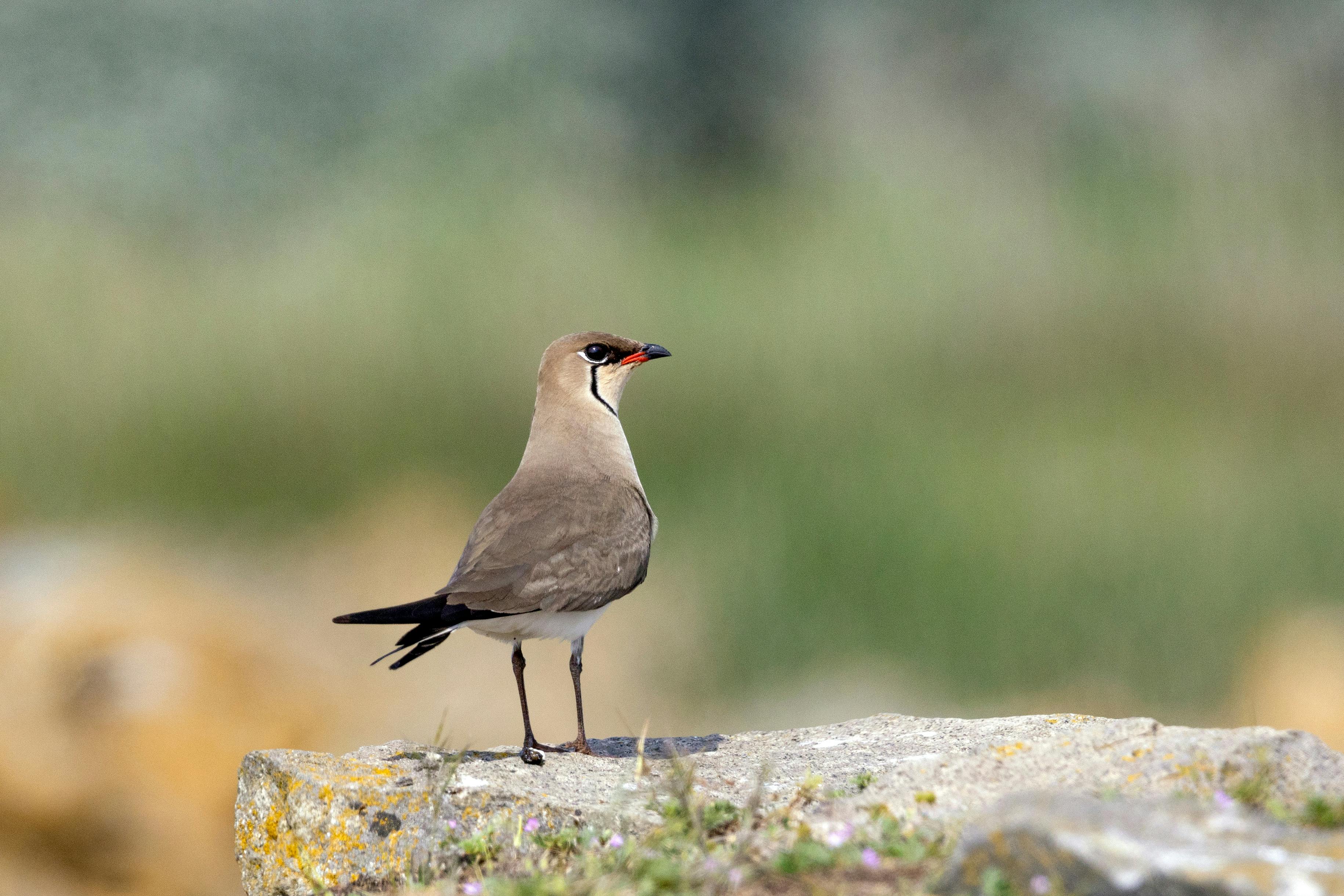 A Bird on a Rock · Free Stock Photo