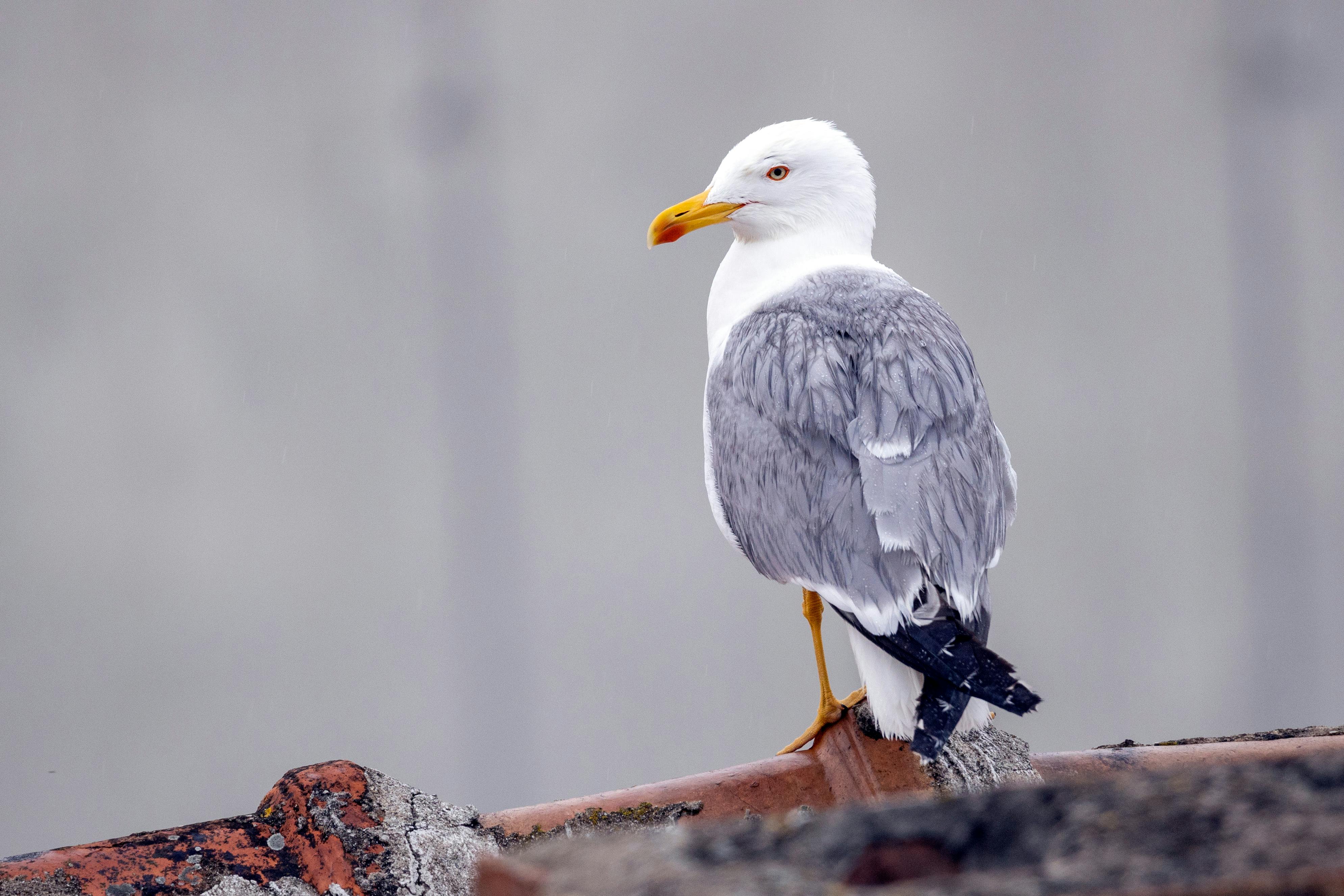 Close-Up Shot of a Seagull · Free Stock Photo