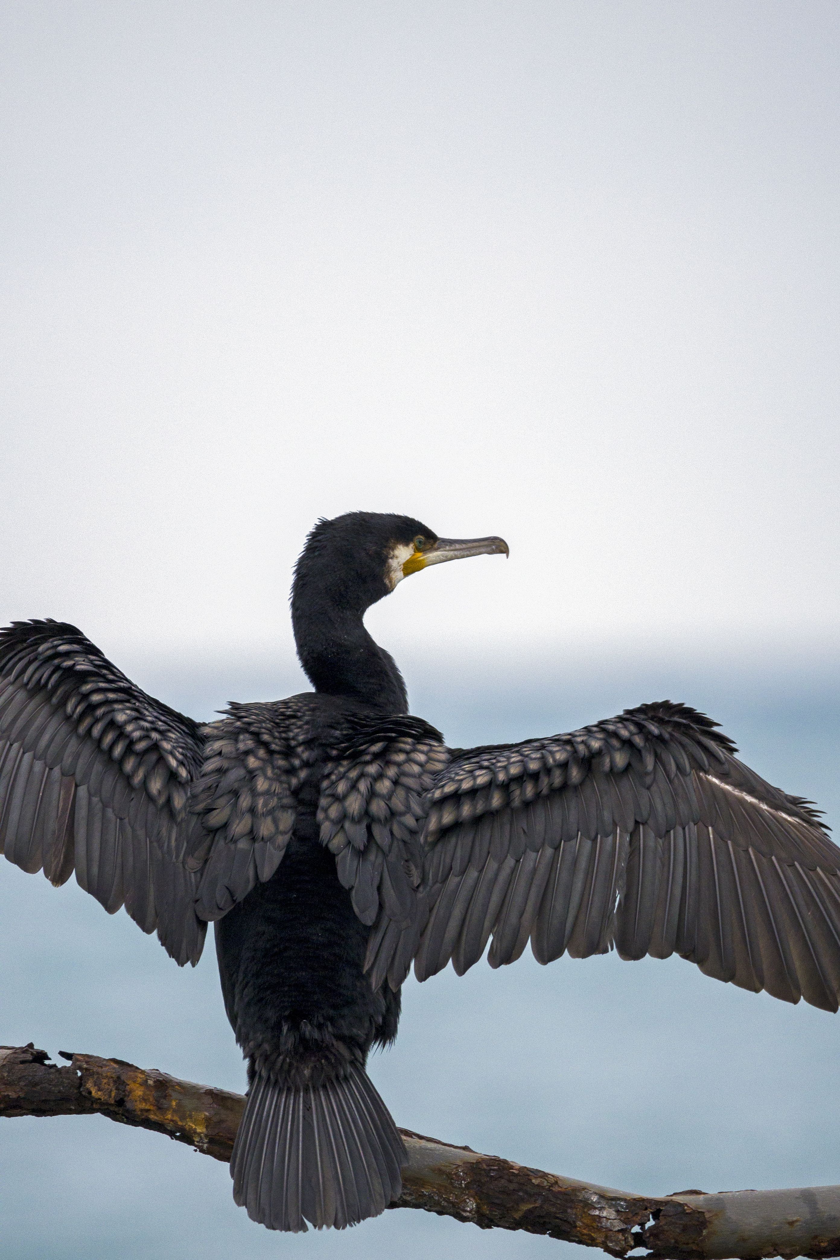 Back View of a Black Bird · Free Stock Photo