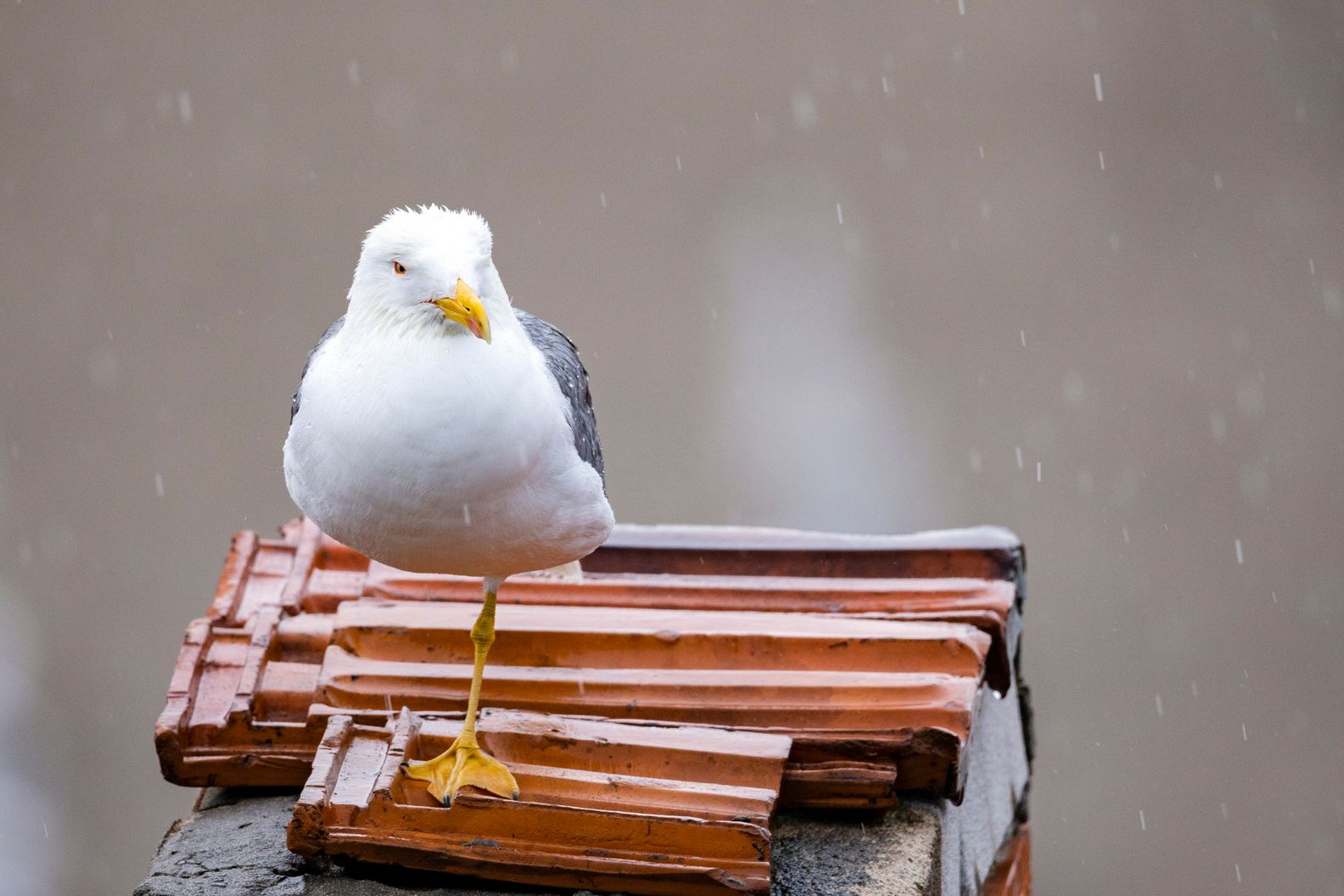 Health Hazards of Bird Droppings: Stay Safe with These Tips