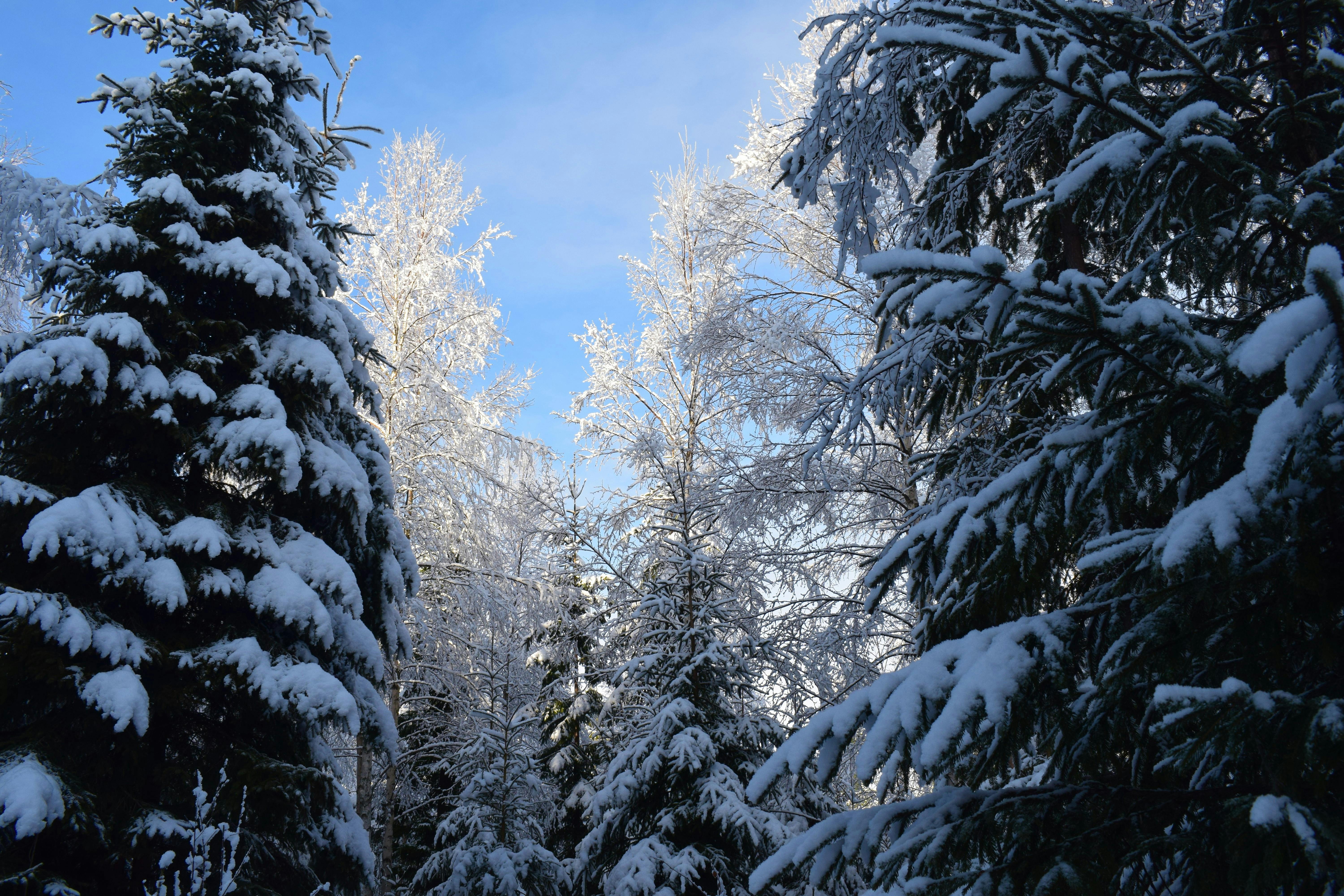 Snow Covered Trees Under the Blue Sky · Free Stock Photo