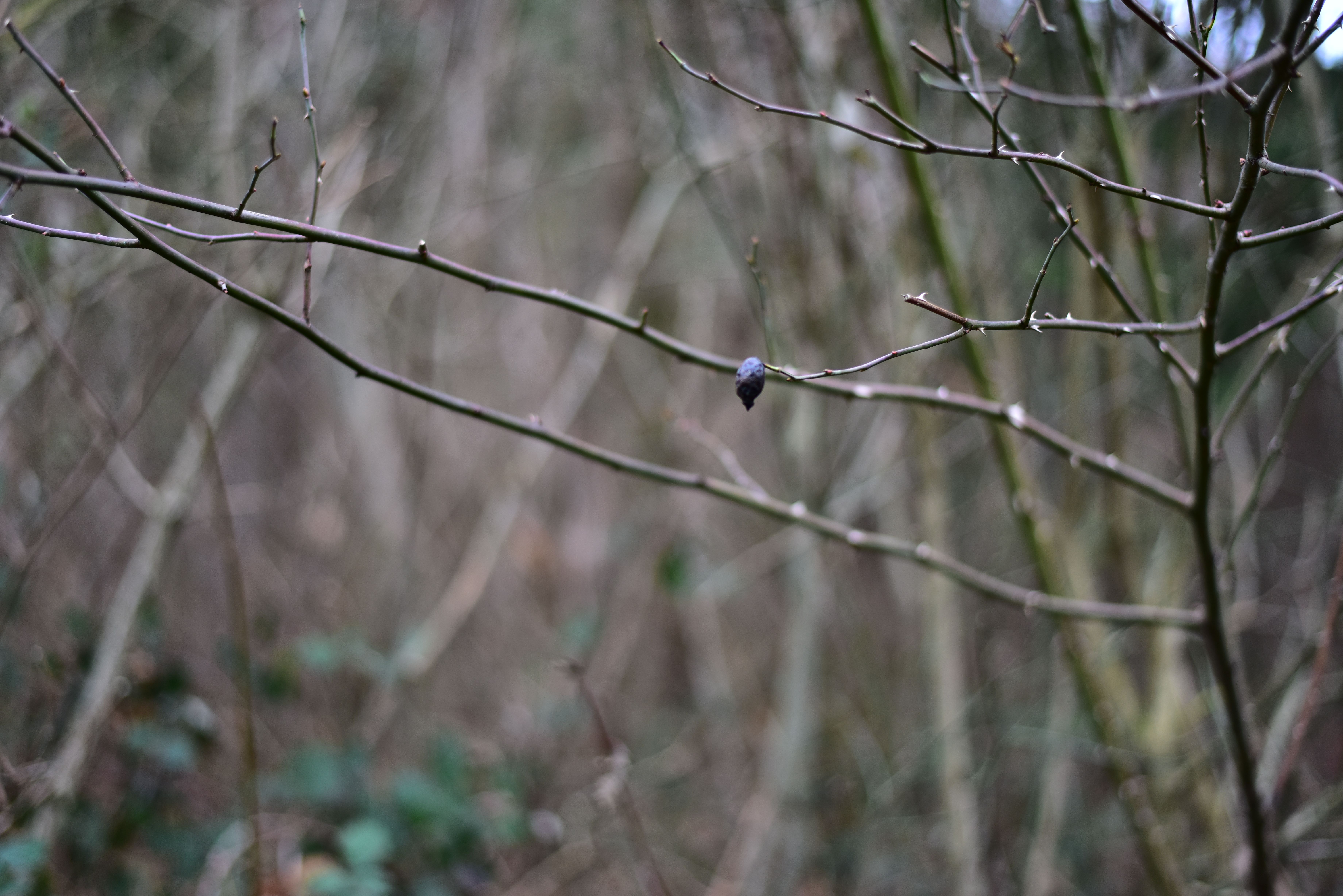 Single Bud on Bare Branches in Winter · Free Stock Photo