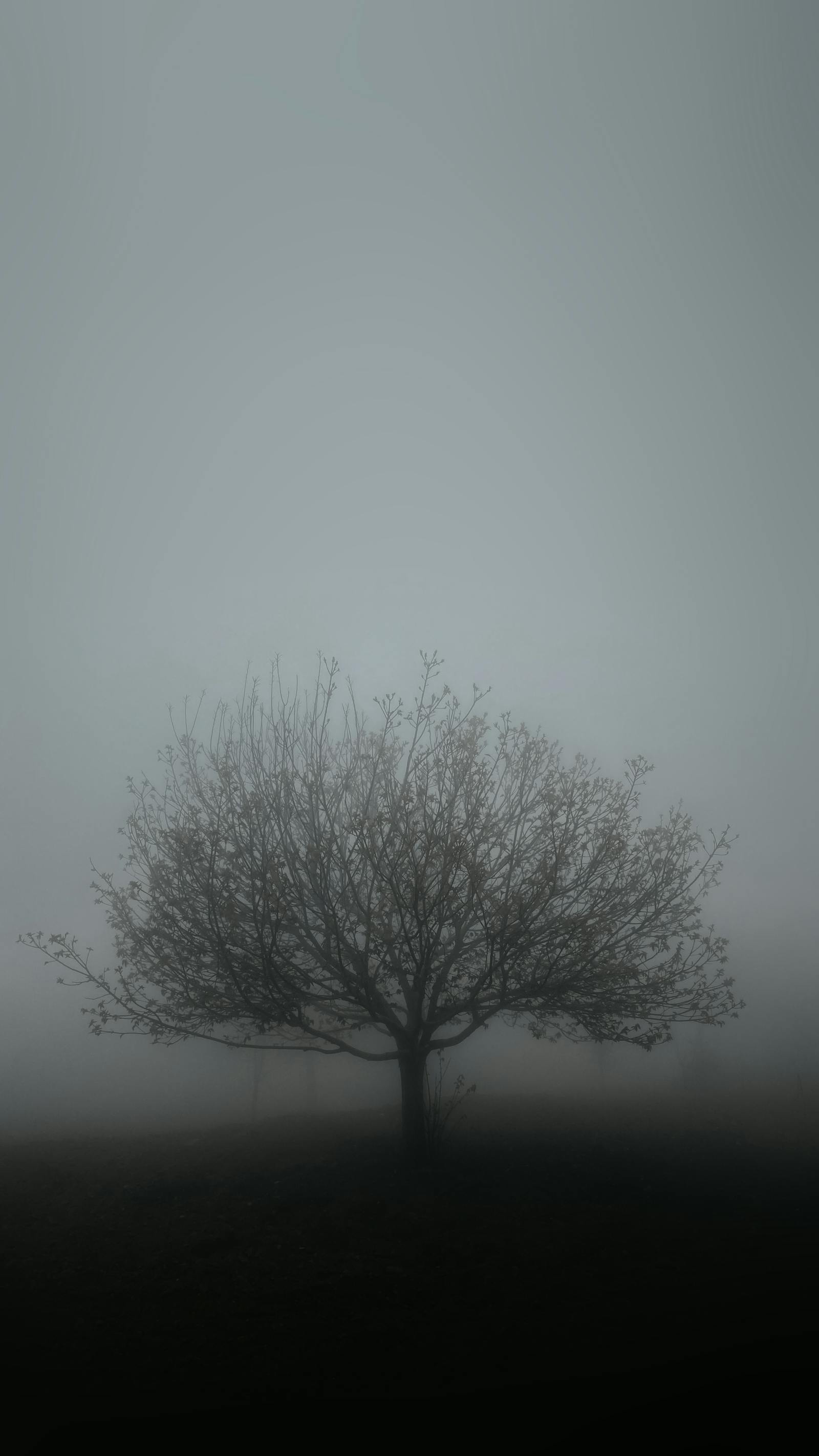 Dark Tree Wallpaper Photos, Download The BEST Free Dark Tree Wallpaper ...