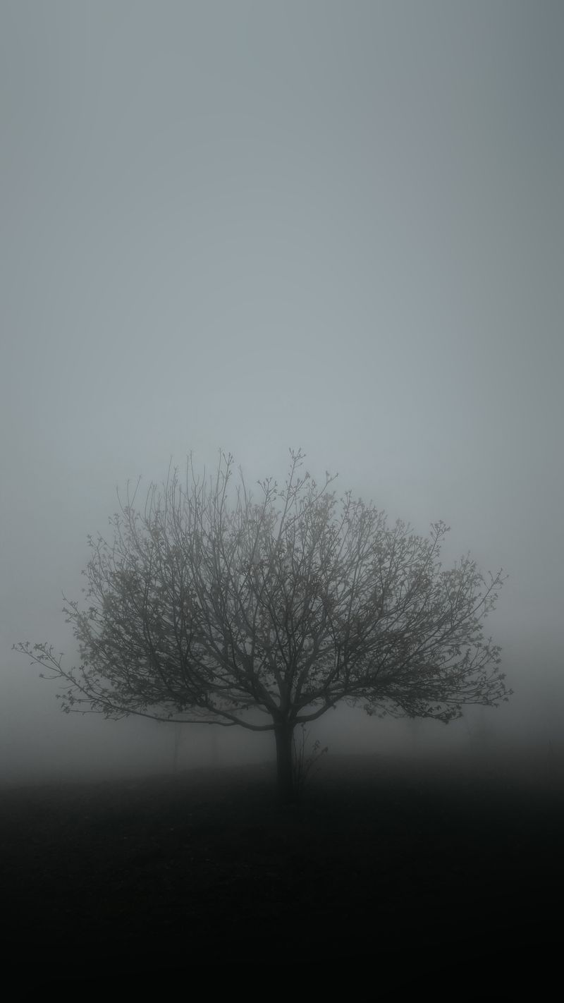 Dark Tree Wallpaper Photos, Download The BEST Free Dark Tree Wallpaper ...
