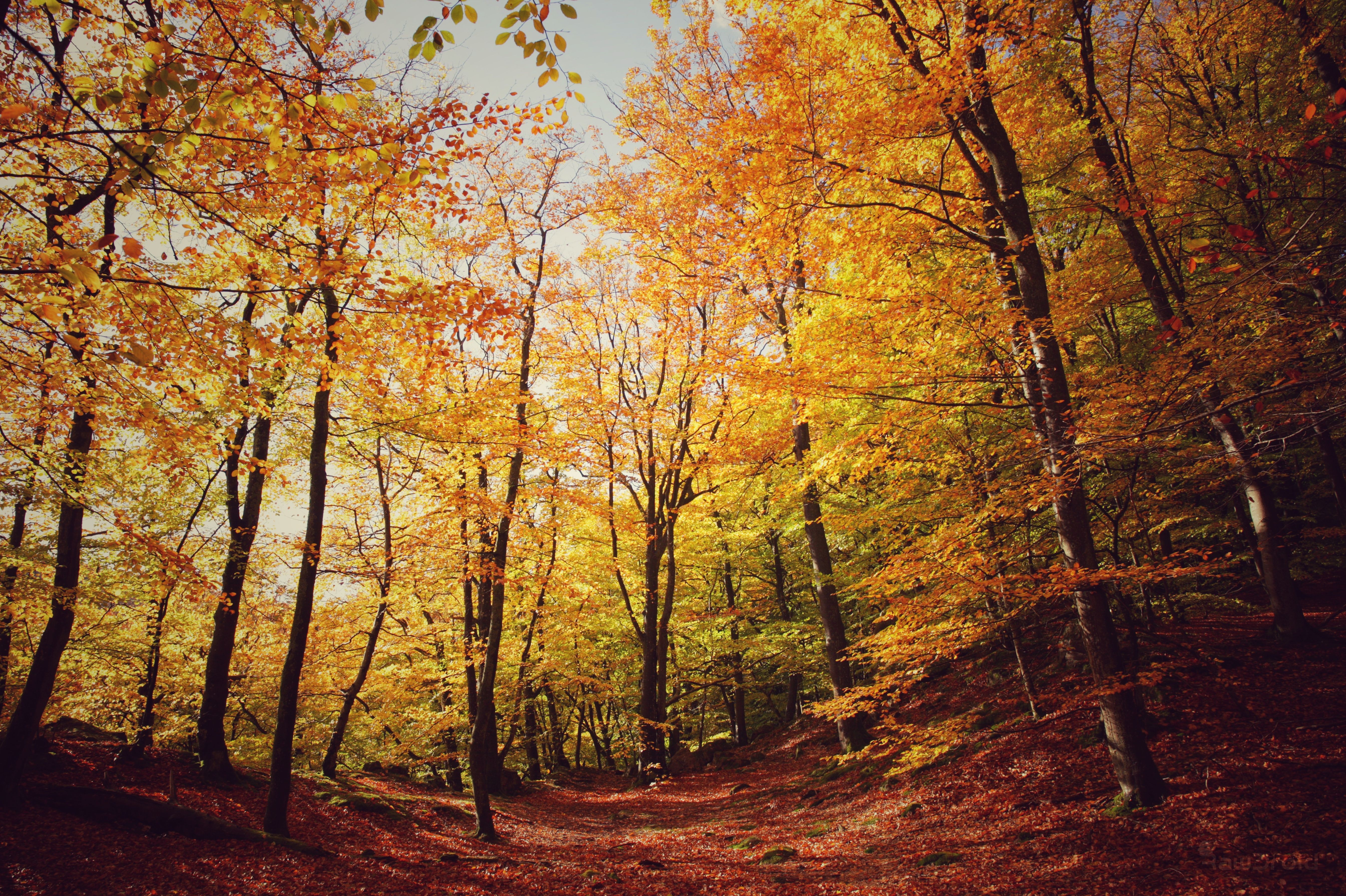 Colorful Forest in Autumn · Free Stock Photo