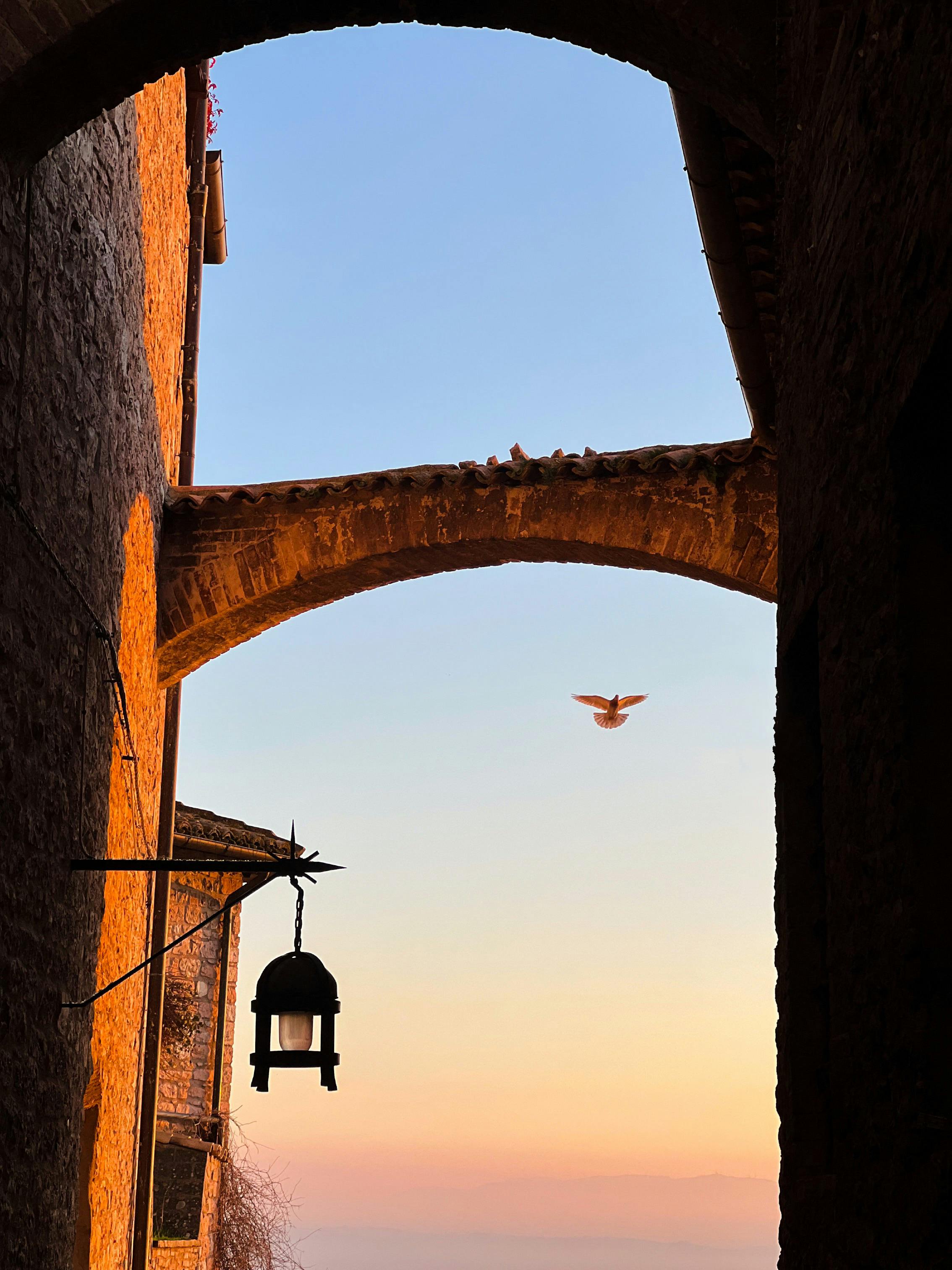Birds Flying under Clear Sky at Sunset · Free Stock Photo