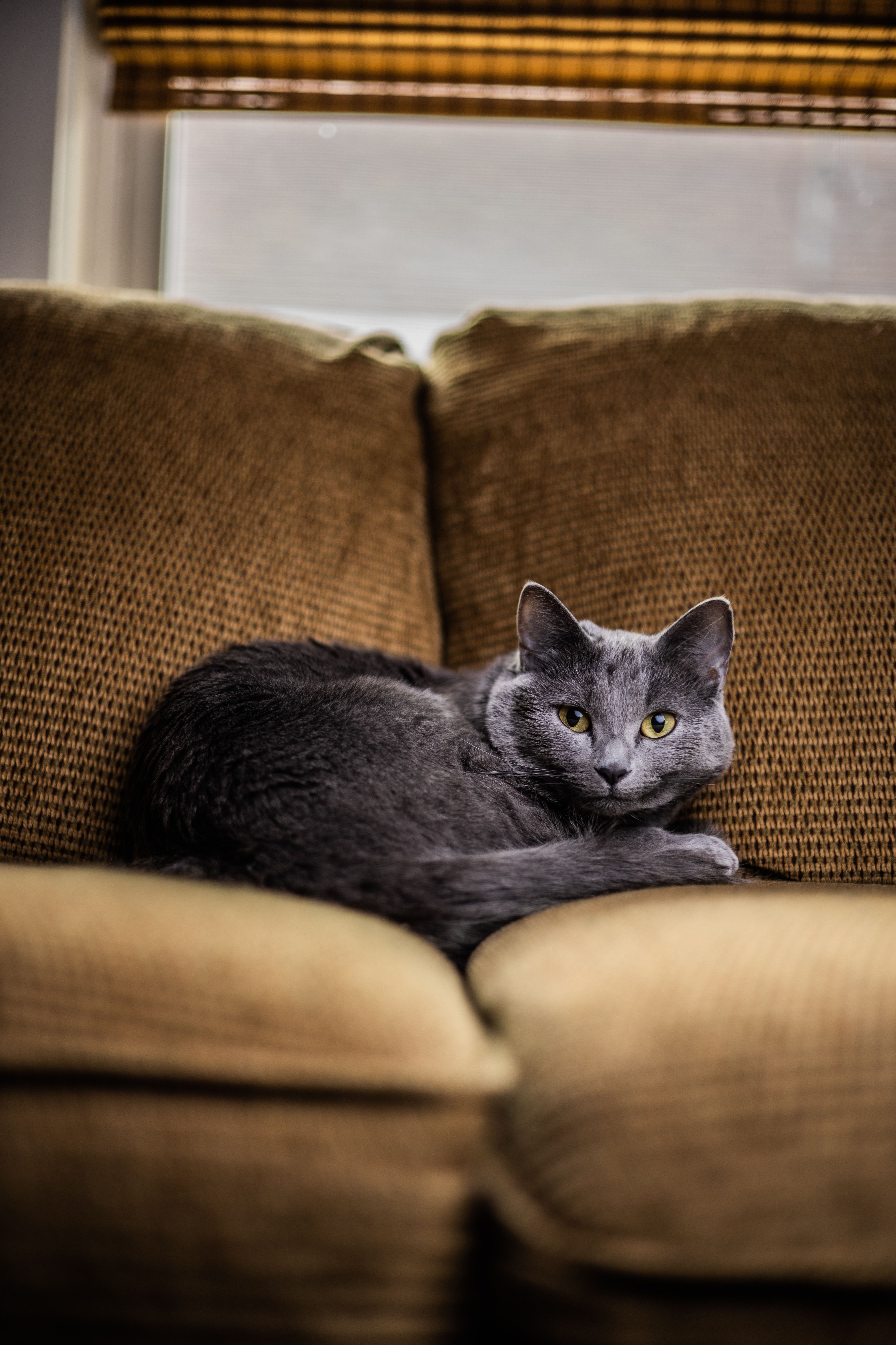 Los Angeles Cat Photos, Download The BEST Free Los Angeles Cat Stock ...