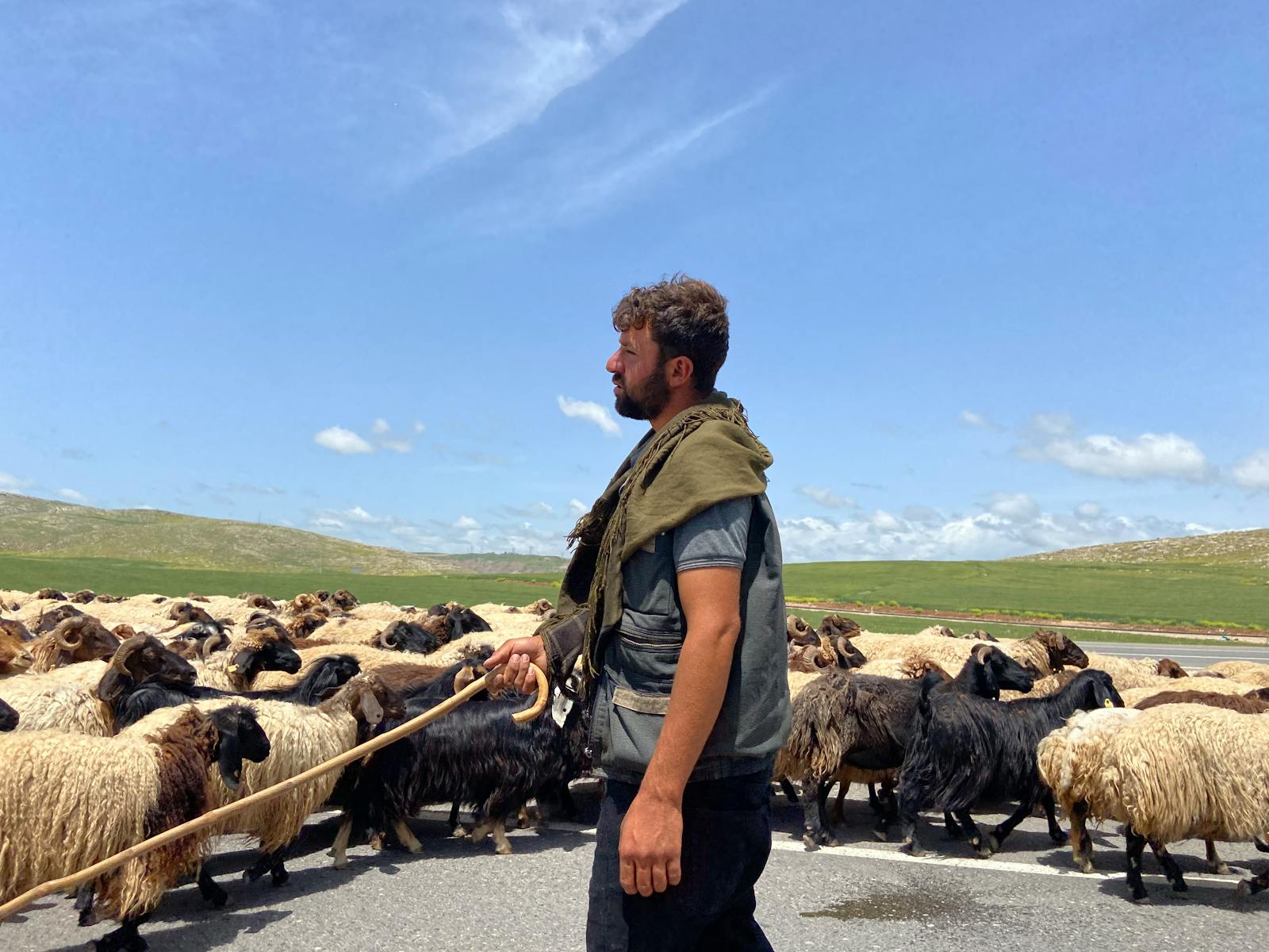 Sheep Shepherds Rod Staff Photos, Download The BEST Free Sheep ...