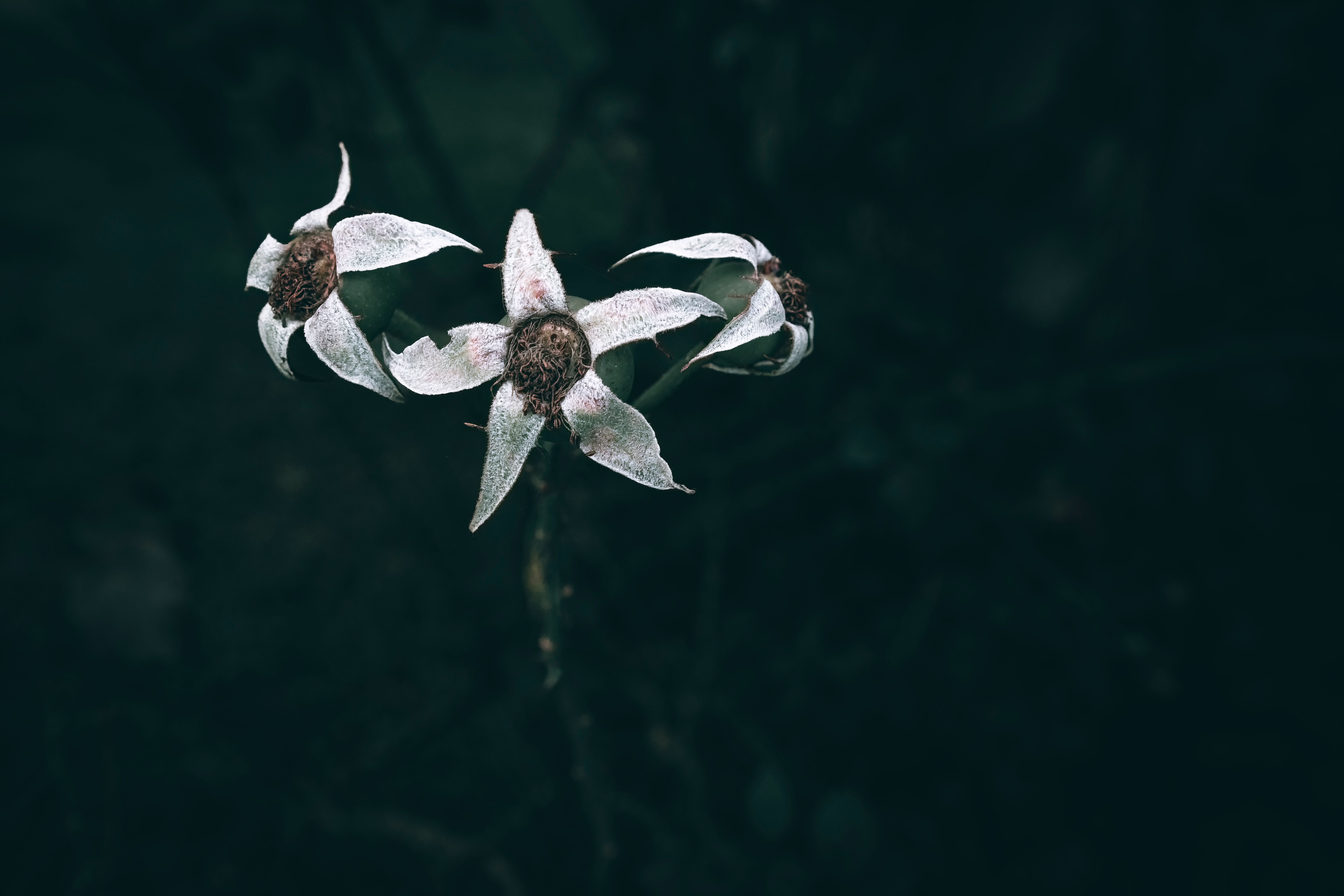 Spring Desktop Backgrounds Photos, Download The BEST Free Spring ...