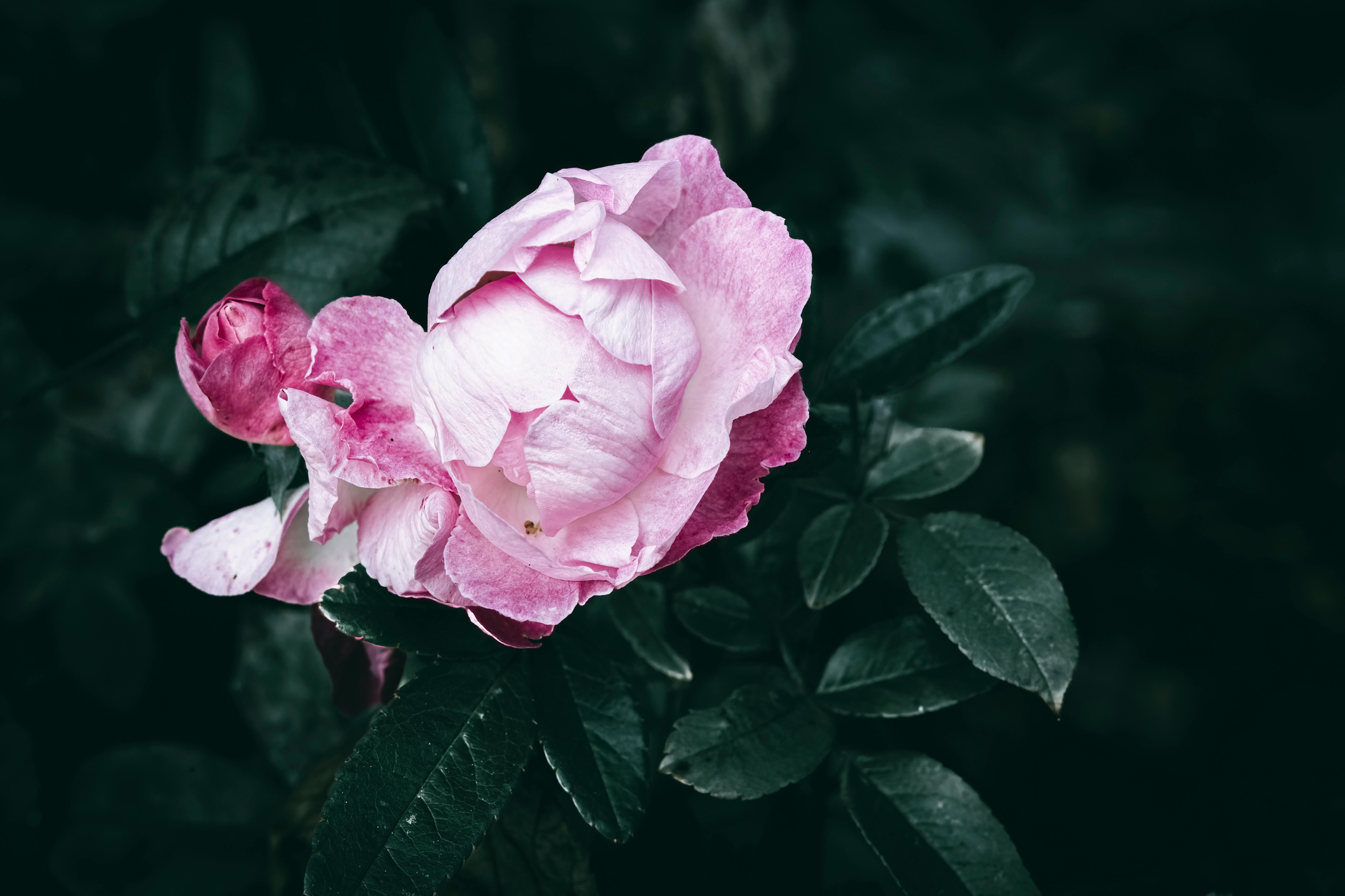 Close-up of Pink Roses in the Garden · Free Stock Photo